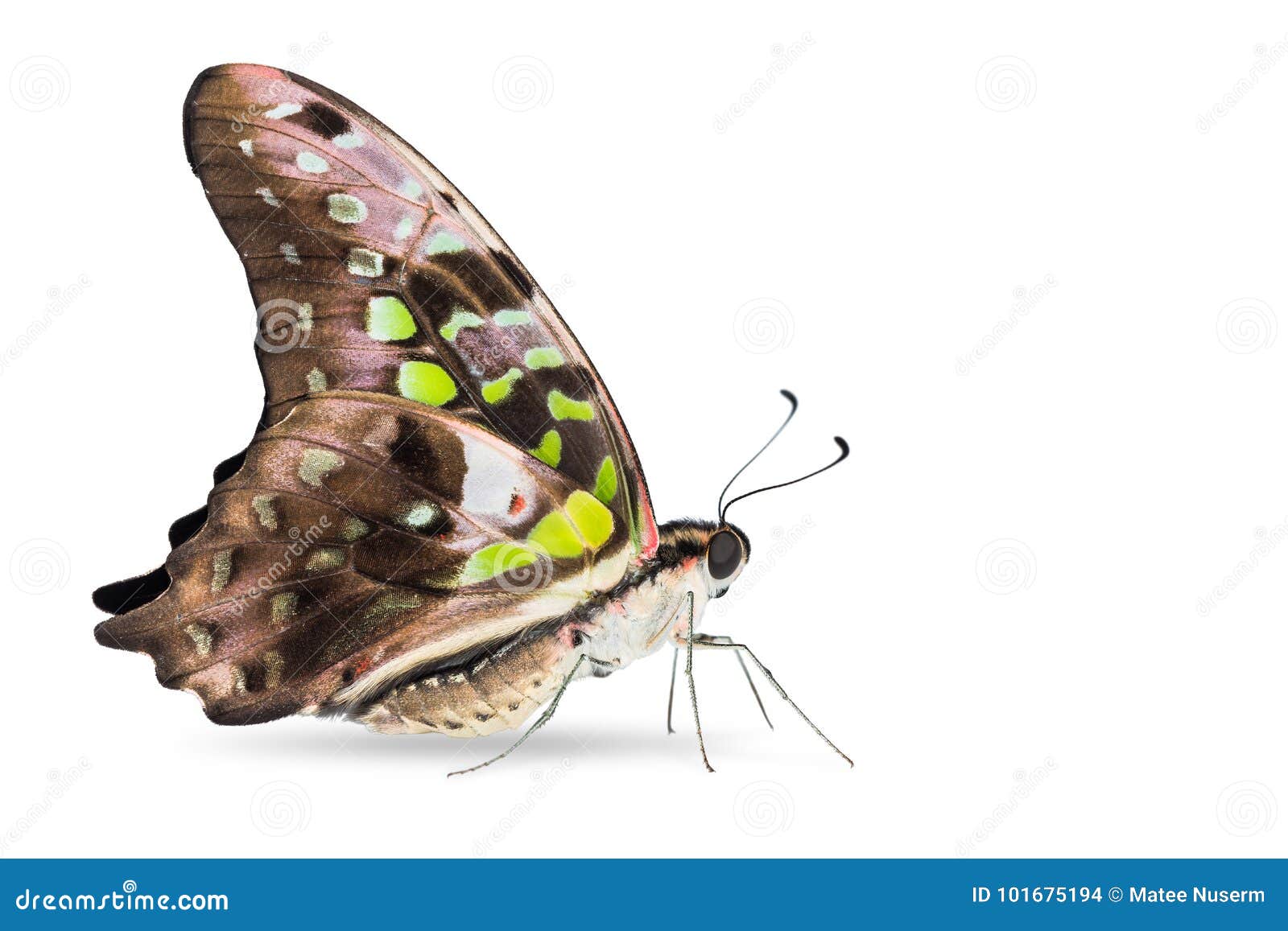 Mariposa Atada Del Agamemnon De Jay Graphium Foto de archivo - Imagen ...