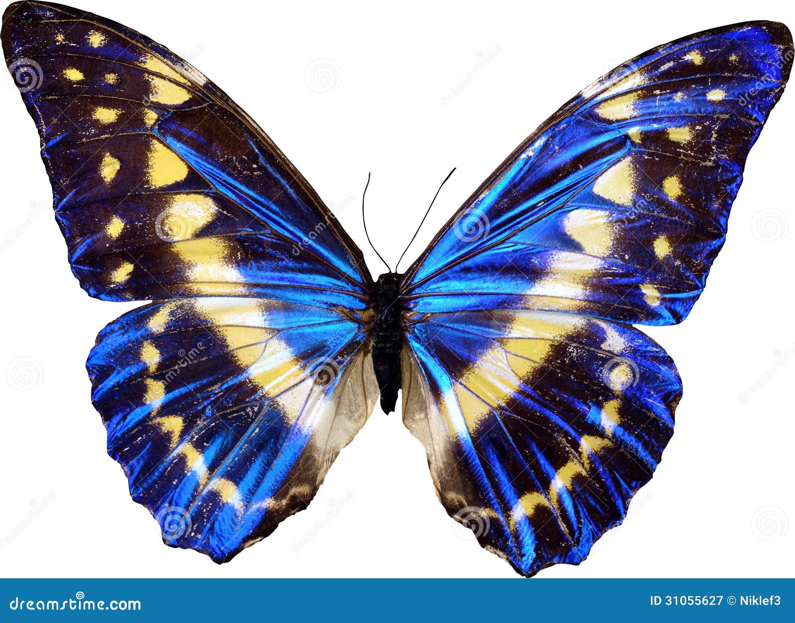 Mariposa azul imagen de archivo. Imagen de insecto, colorido - 31055627