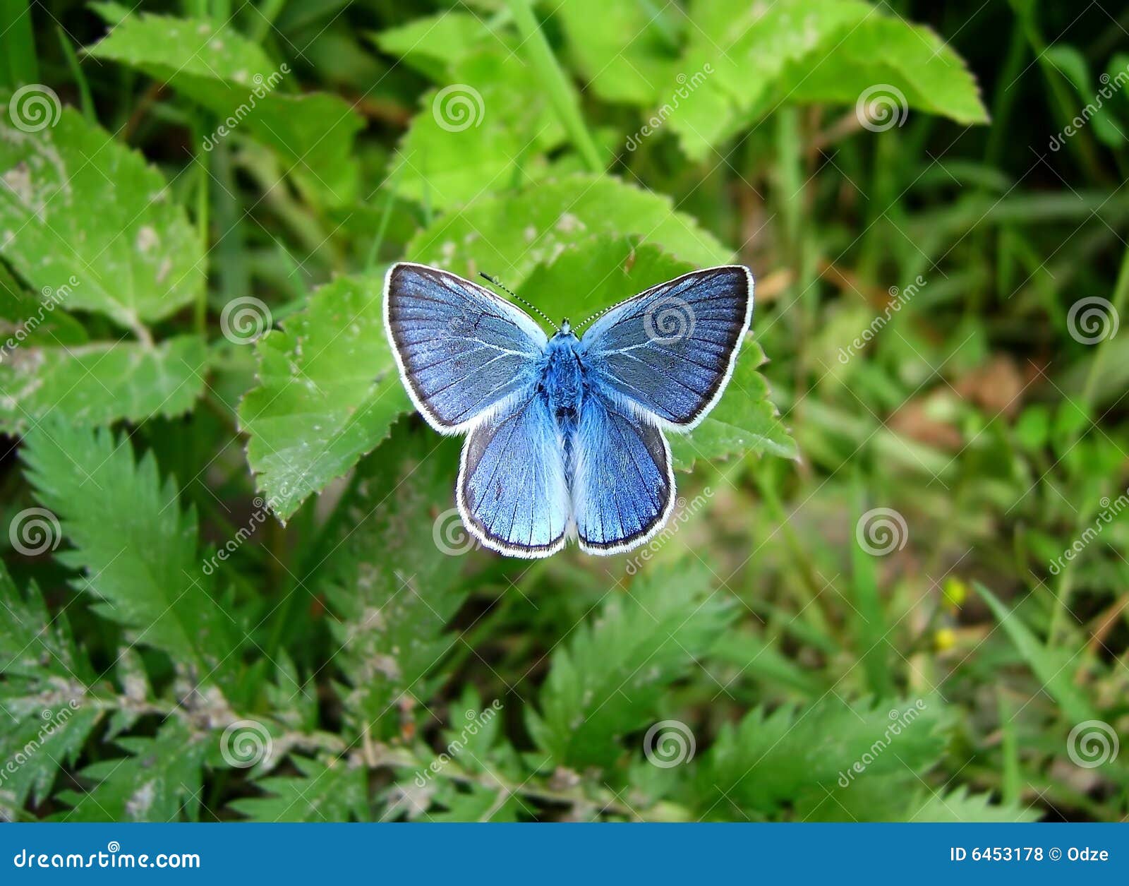 Mariposa azul foto de archivo. Imagen de color, macro - 6453178