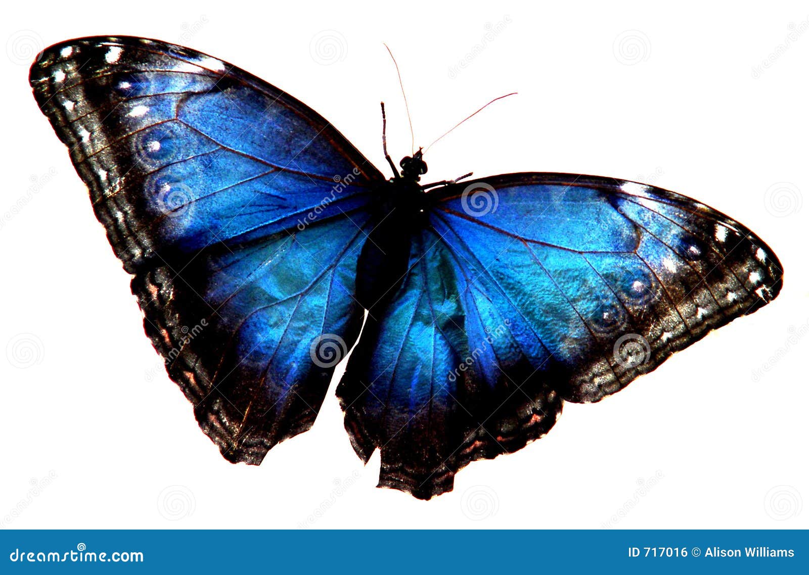 Mariposa azul foto de archivo. Imagen de colorido, polilla - 717016