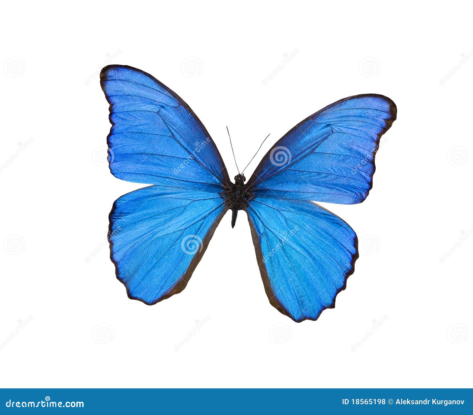 Mariposa Azul Aislada En Blanco Fotos de archivo libres de regalías ...