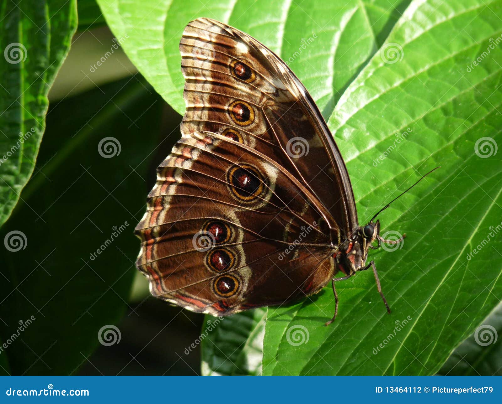 Mariposa azul de Morpho foto de archivo. Imagen de azul - 13464112