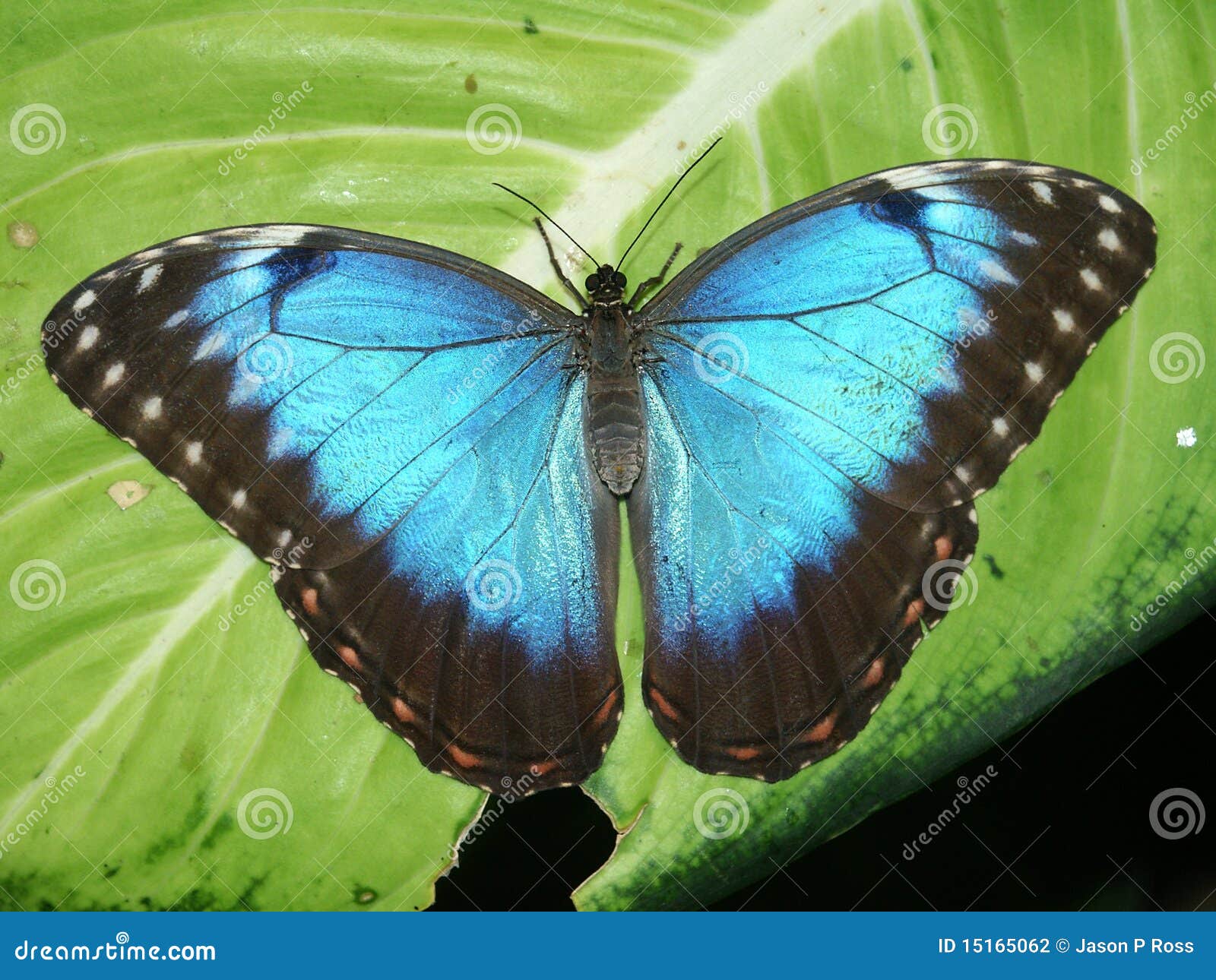 Mariposa azul de Morpho foto de archivo. Imagen de azul - 15165062