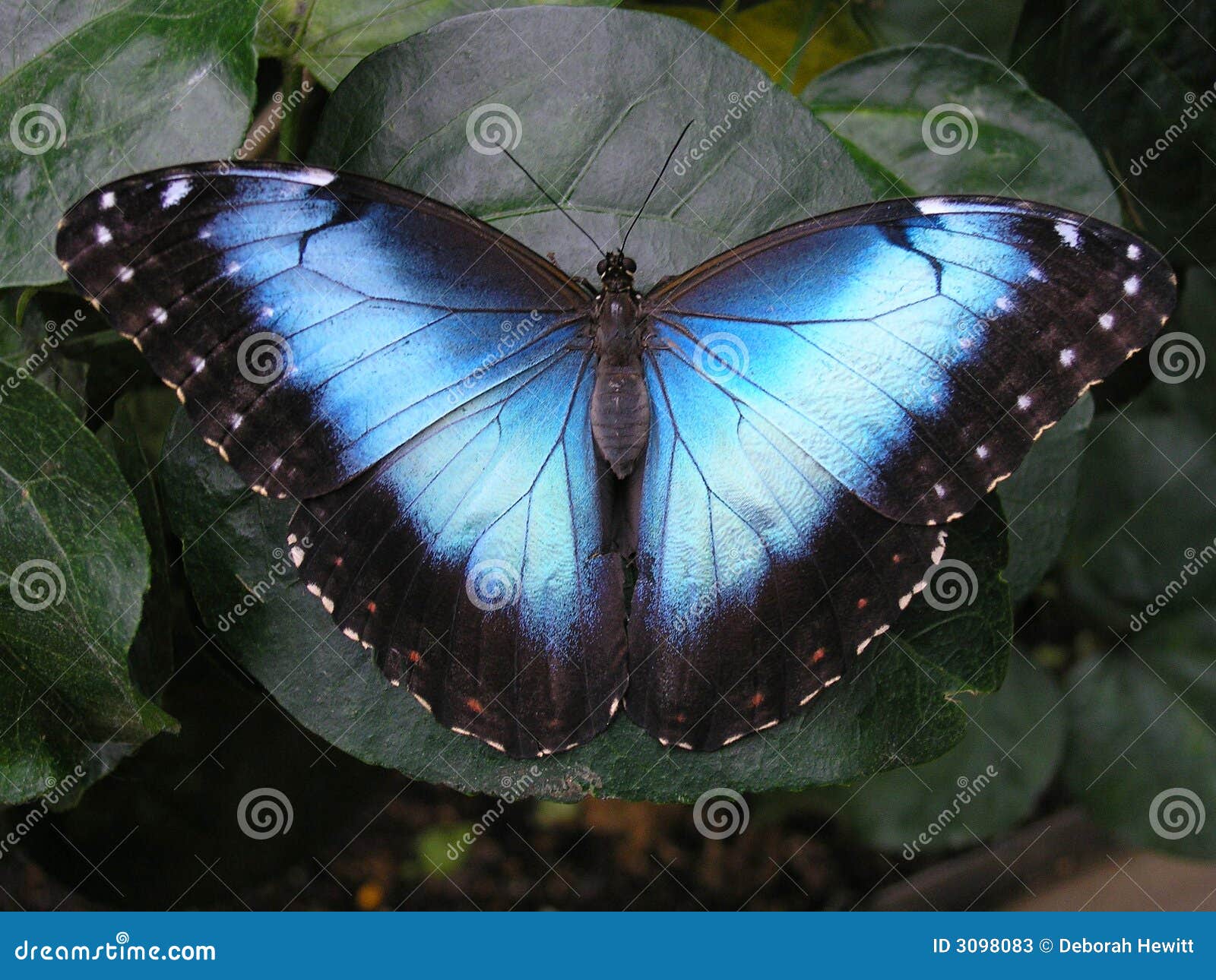 Mariposa azul de Morpho imagen de archivo. Imagen de hermoso - 3098083