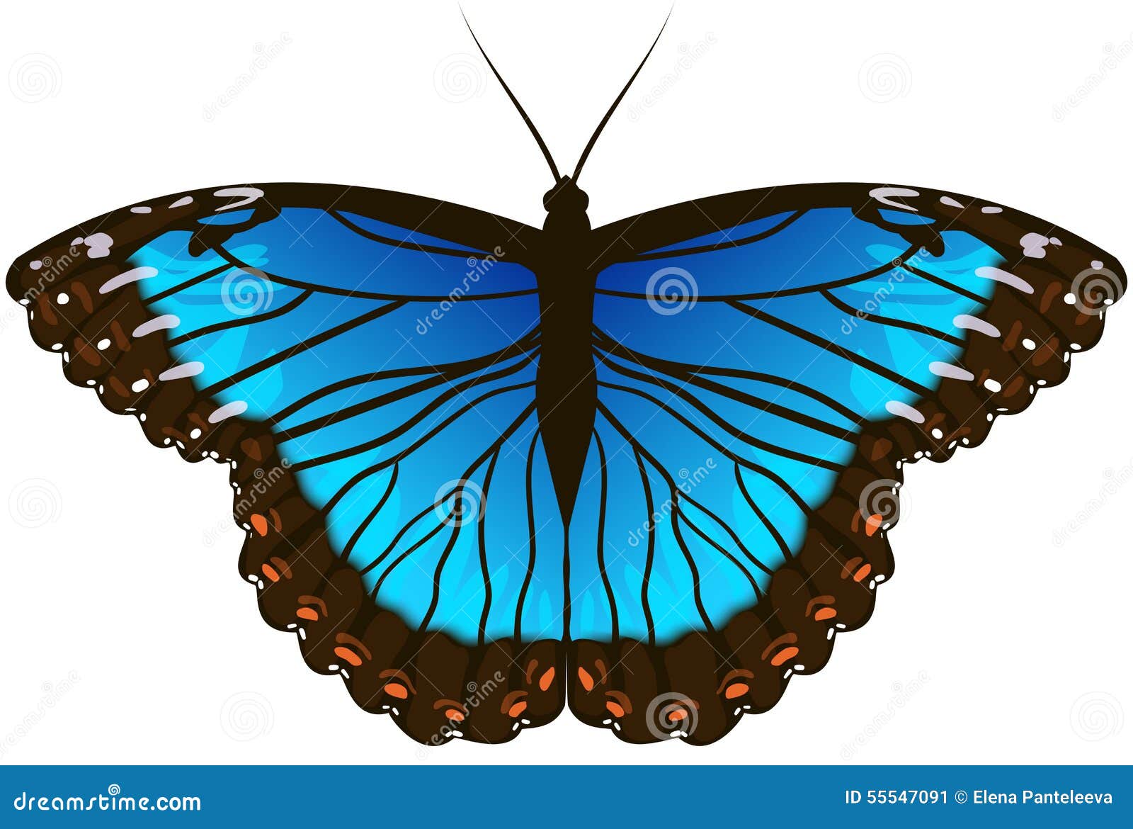 Mariposa azul de Morpho ilustración del vector. Ilustración de punto ...