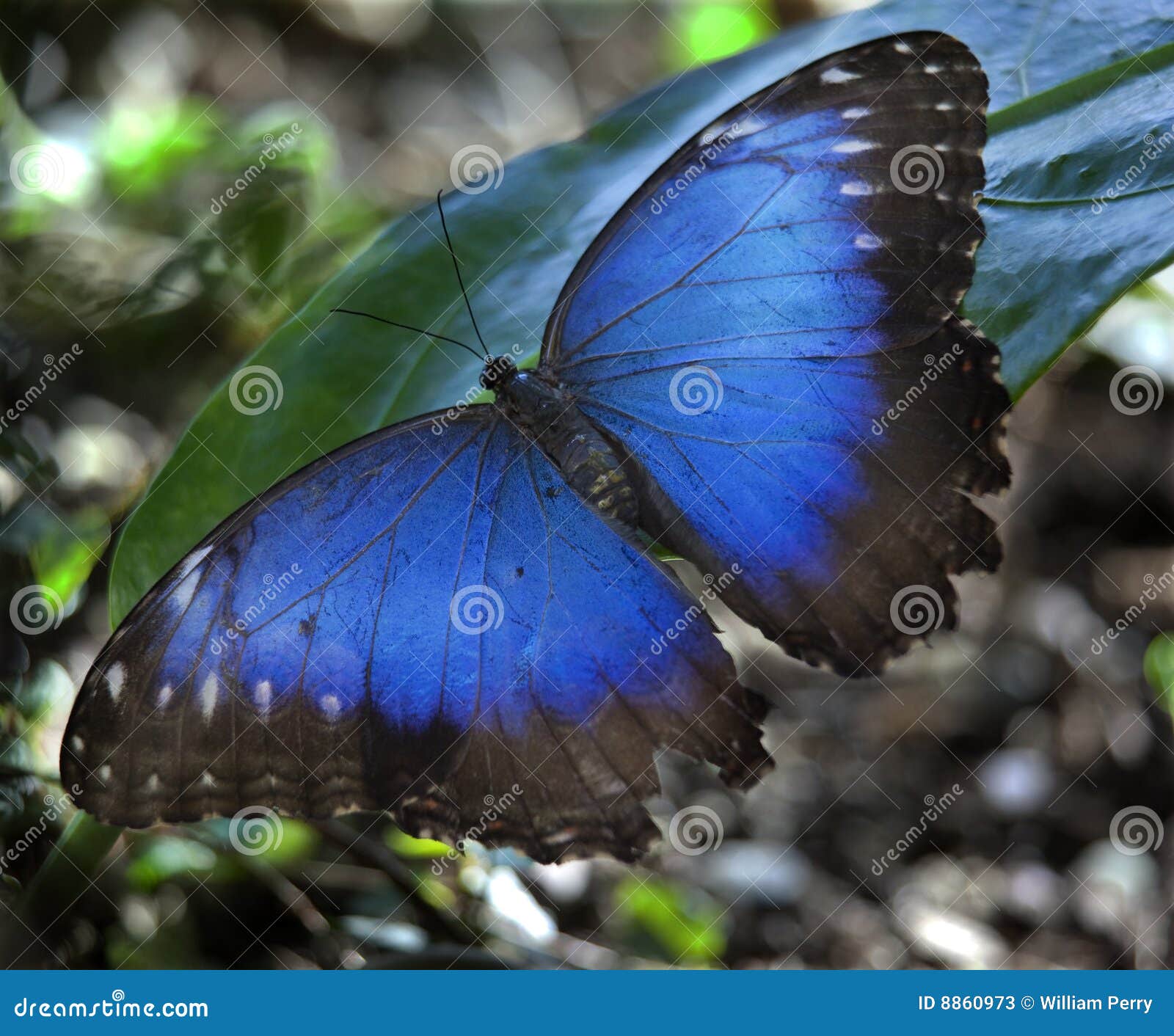 Mariposa azul de Morpho imagen de archivo. Imagen de vuelo - 8860973