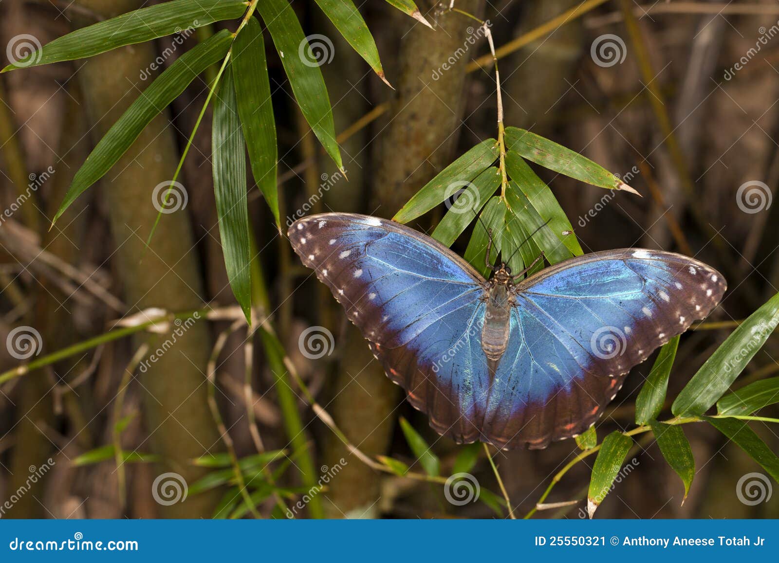 Mariposa Azul De Morpho (peleides De Morpho) Imagen de archivo - Imagen ...