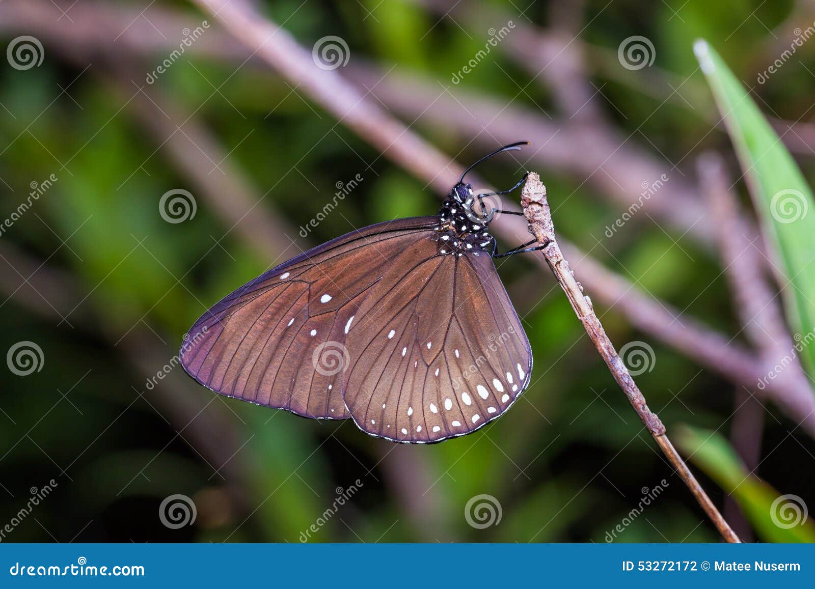 Mariposa azul de rey Crow foto de archivo. Imagen de mariposa - 53272172