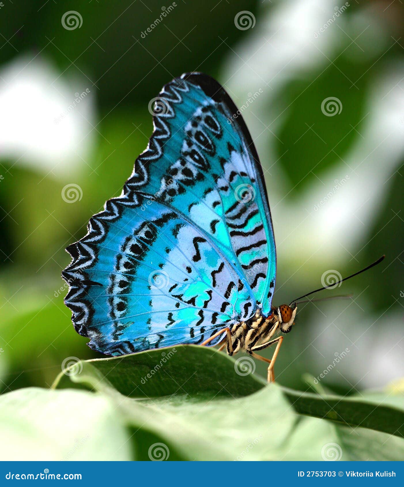Mariposa Azul En La Hoja Verde Fotos de archivo - Imagen: 2753703