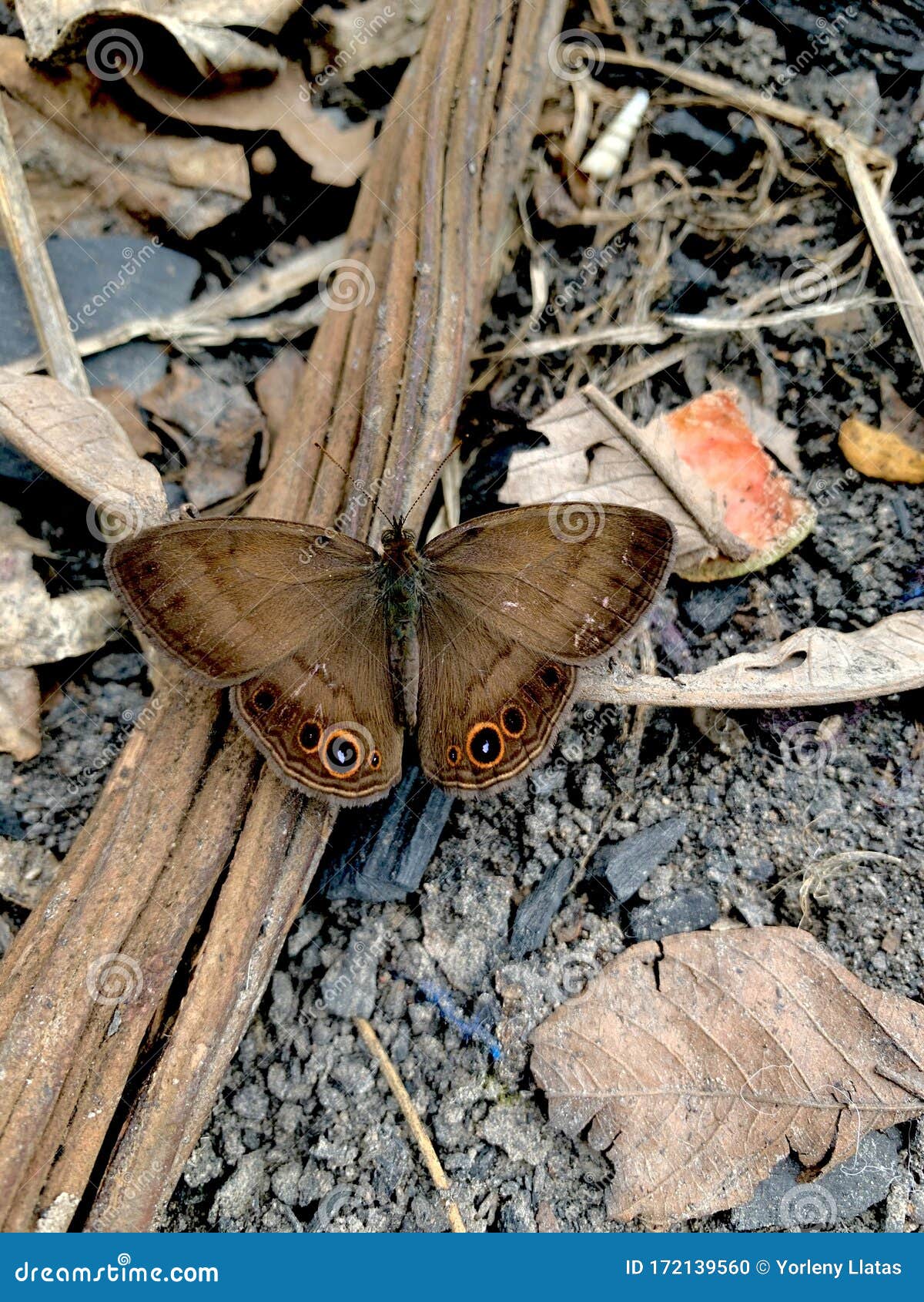 Mariposa stock photo. Image of gusano, insects, cute - 172139560