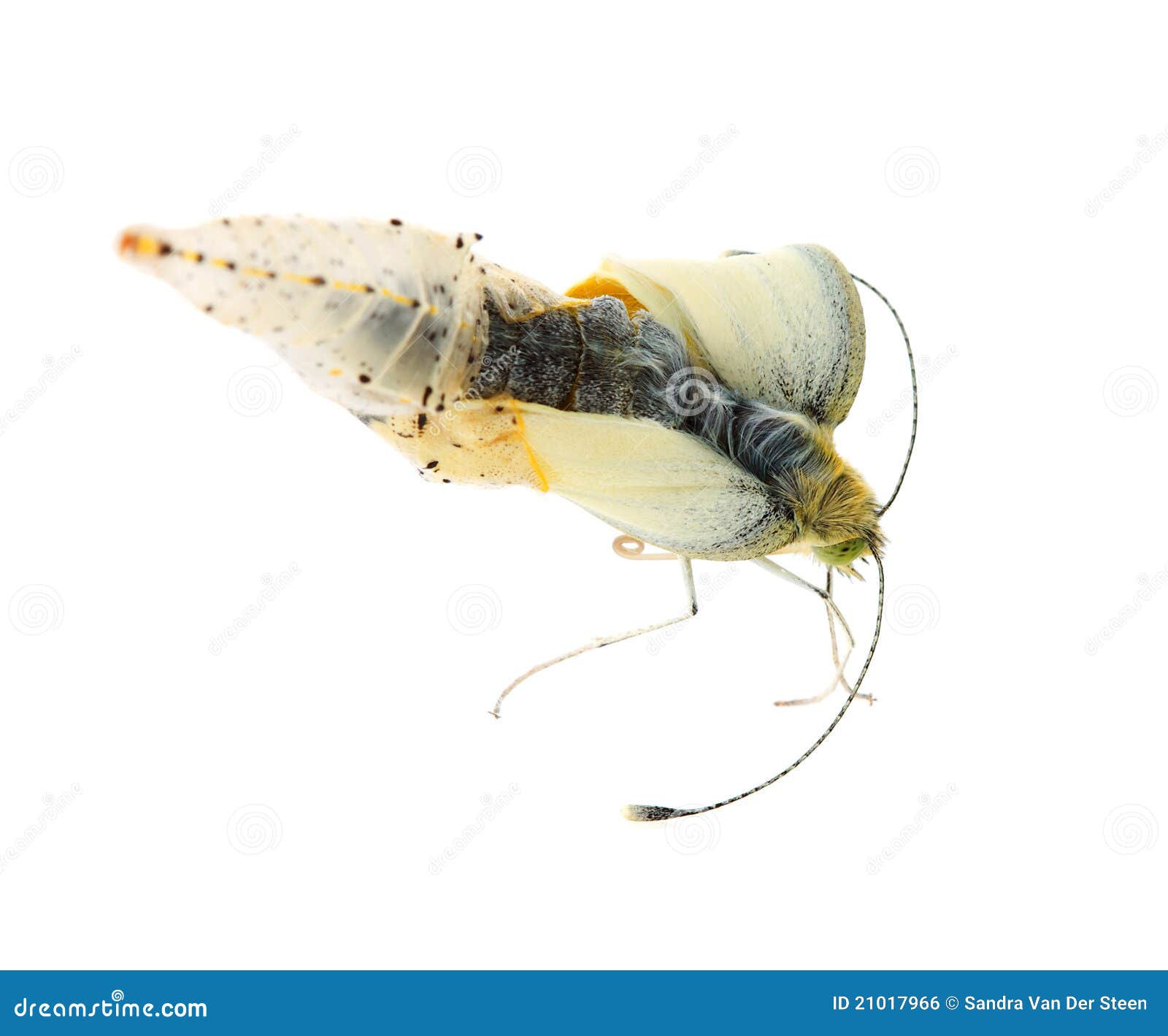 Mariposa De Col Que Sale Del Capullo Foto de archivo - Imagen de ...