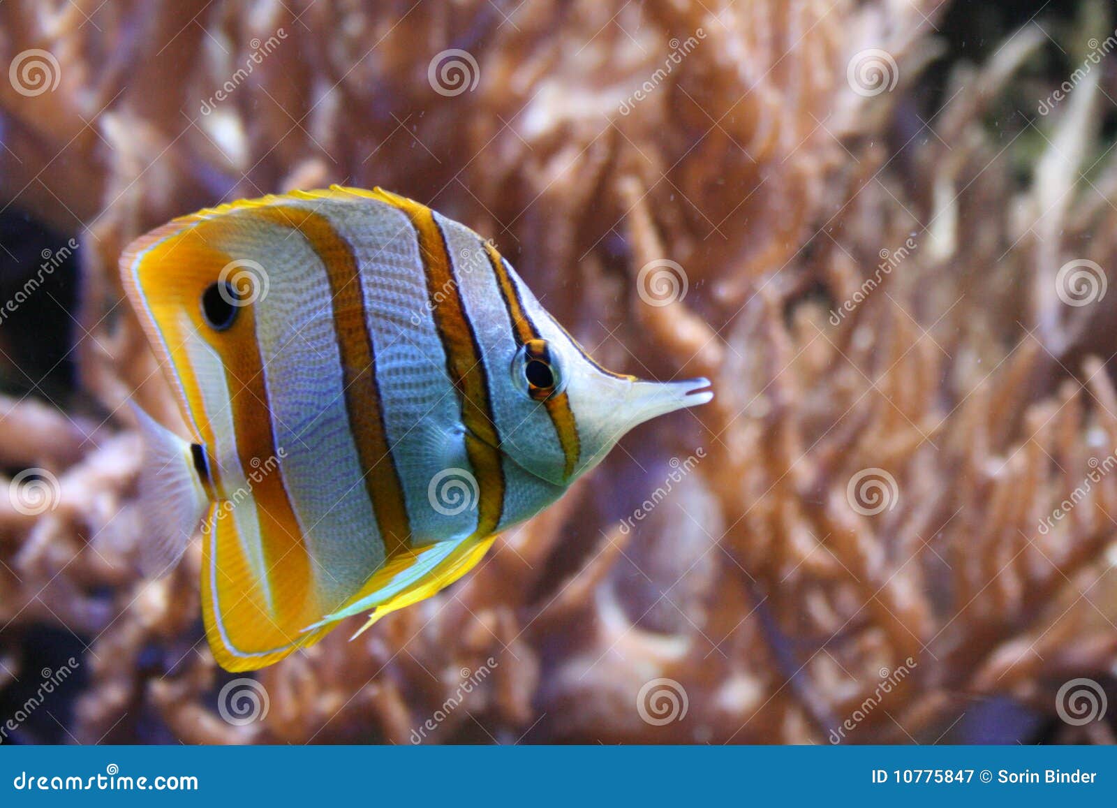 Mariposa de Copperband imagen de archivo. Imagen de pescados - 10775847