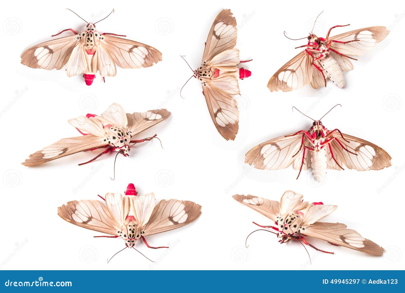 Mariposa De La Polilla De Seda Imagen de archivo - Imagen de ...