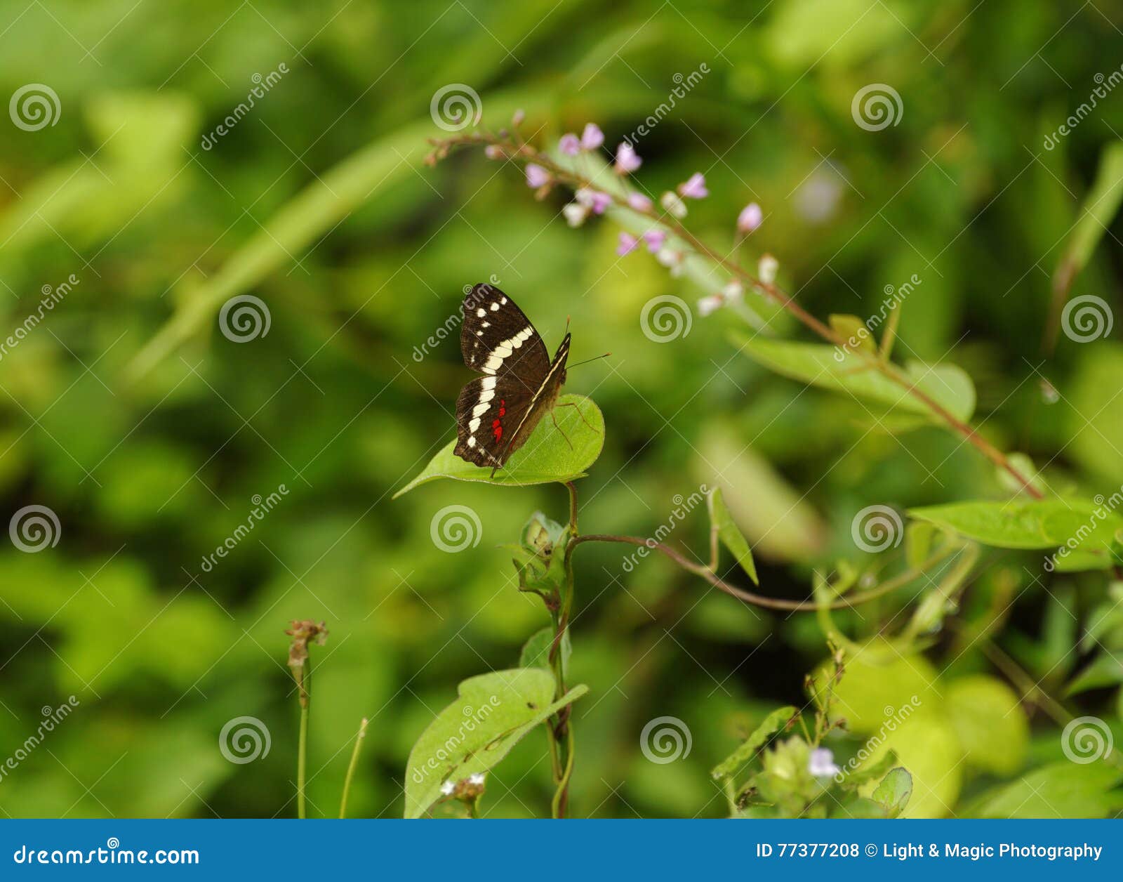 Mariposa De La Selva, Costa Rica Foto de archivo - Imagen de salvaje ...