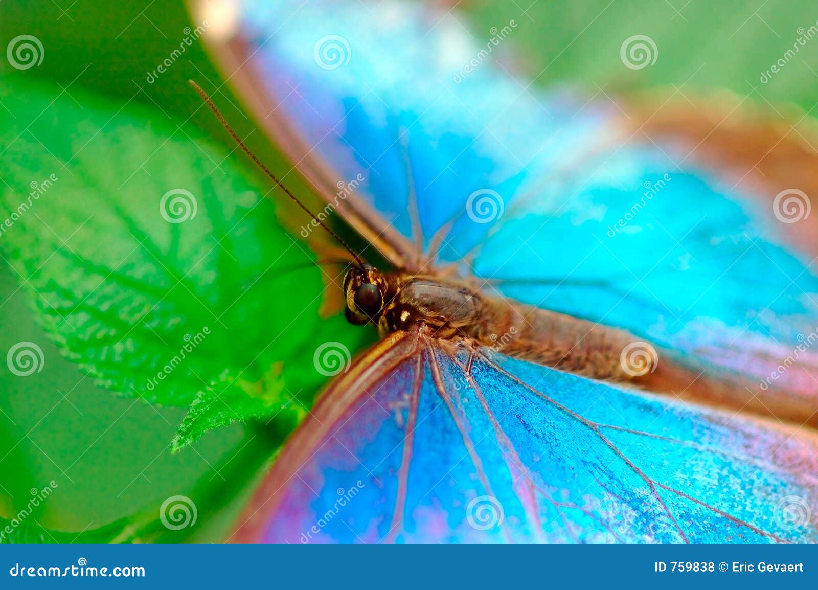 Mariposa de la turquesa foto de archivo. Imagen de suave - 759838