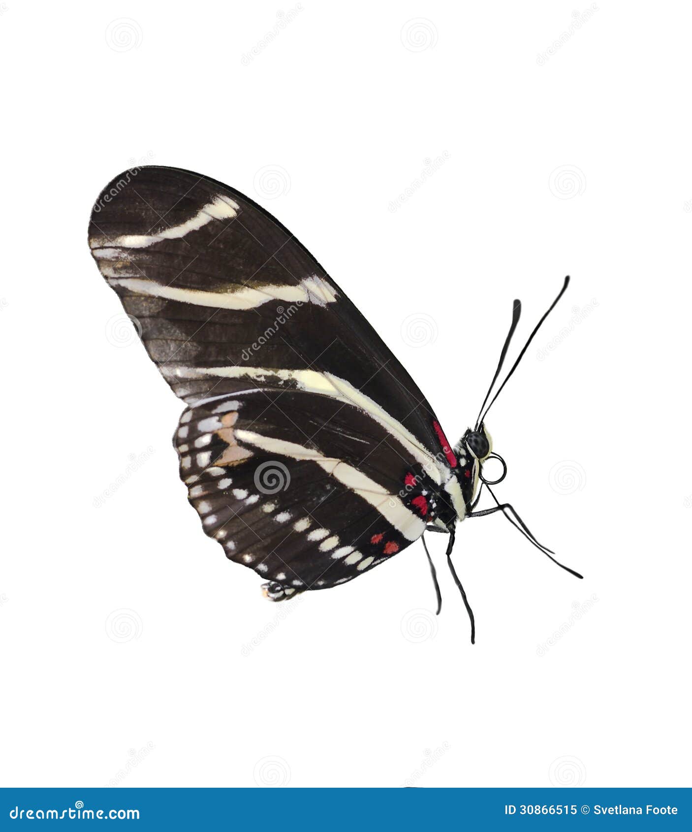 Mariposa De Longwing De La Cebra (Heliconius Charitonius) Imagen de ...