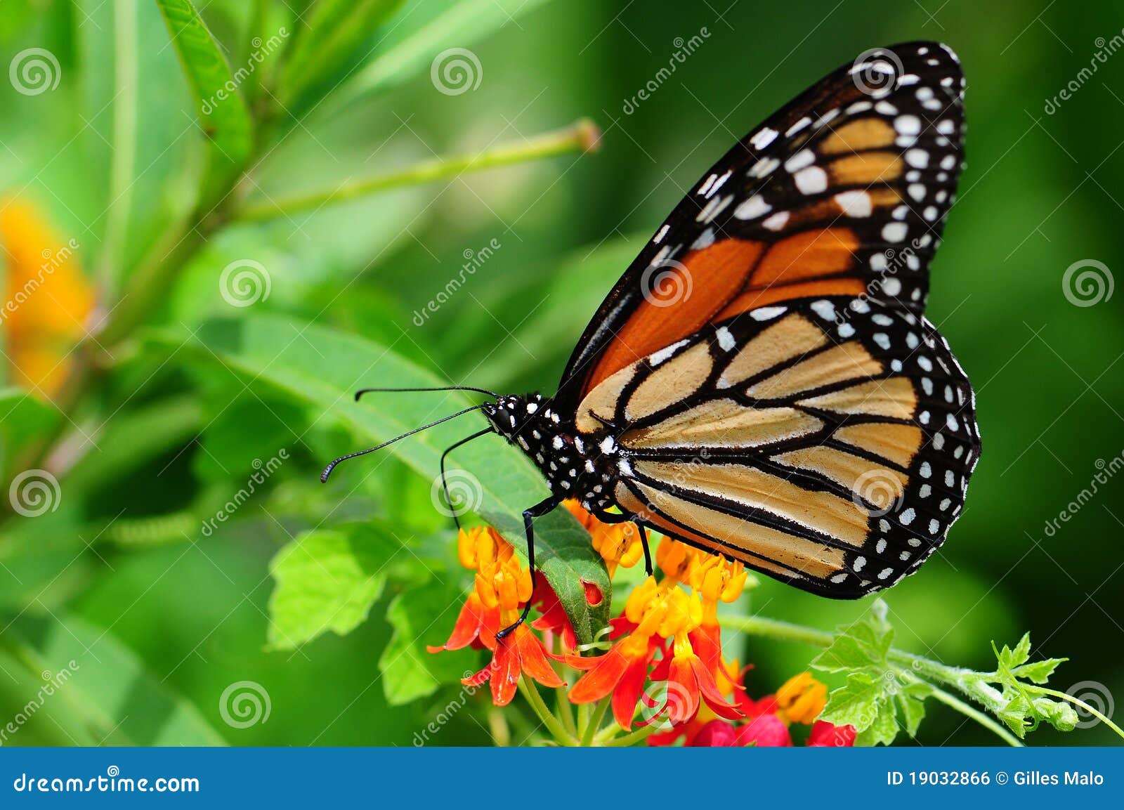 Mariposa de monarca foto de archivo. Imagen de ramificaciones - 19032866
