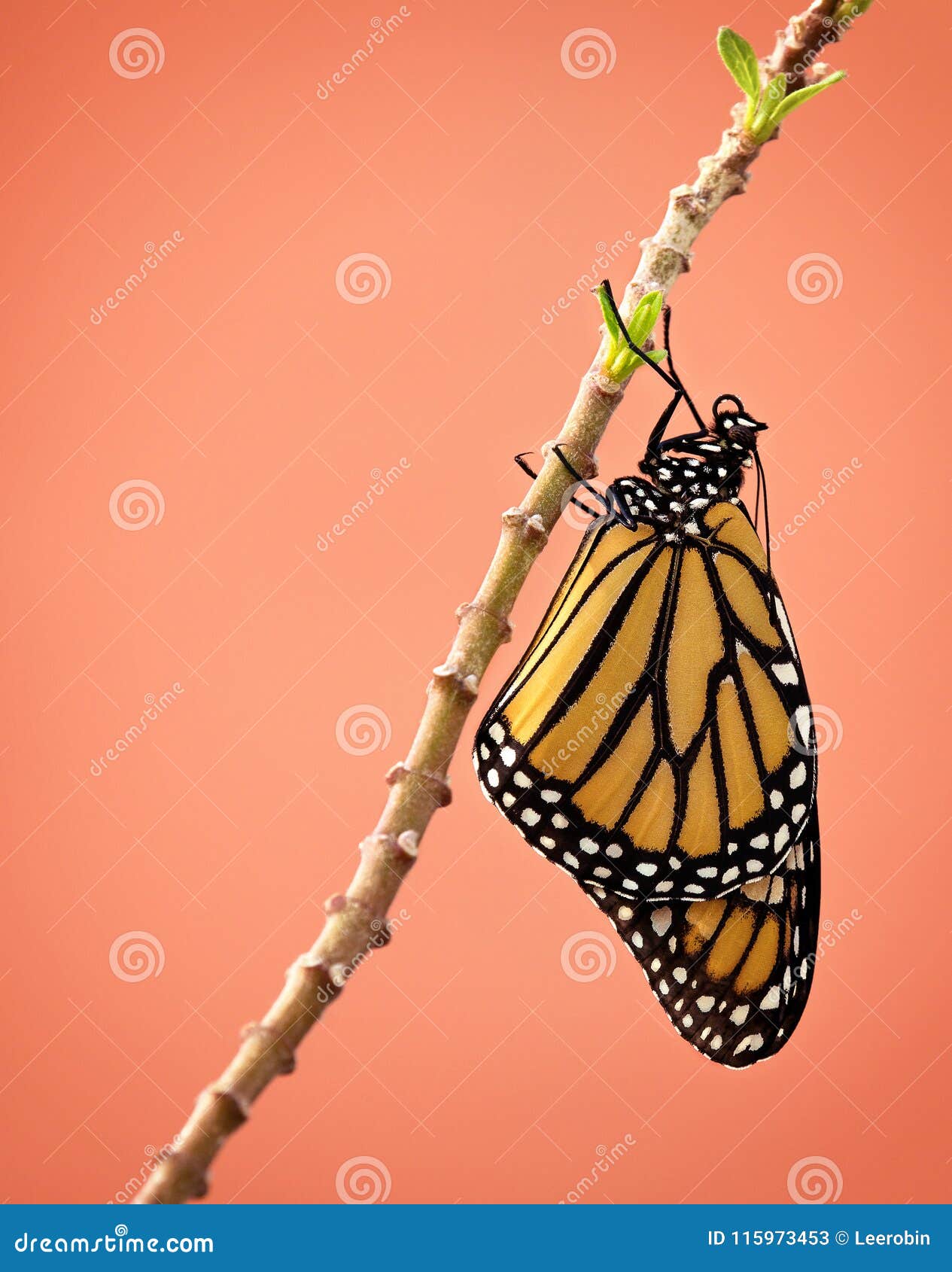 Mariposa De Monarca Nuevamente Emergida Imagen de archivo - Imagen de ...