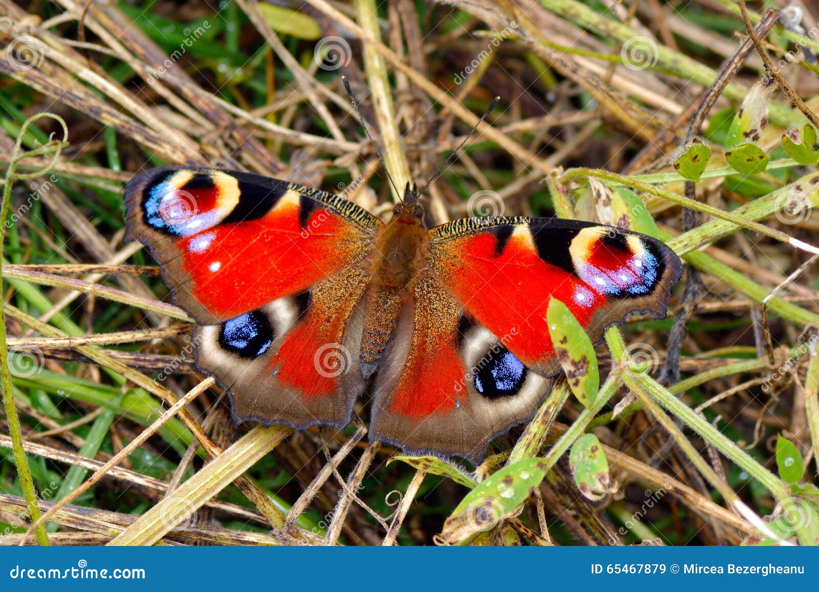 Mariposa De Pavo Real Roja (aglais Io) Imagen de archivo - Imagen de ...