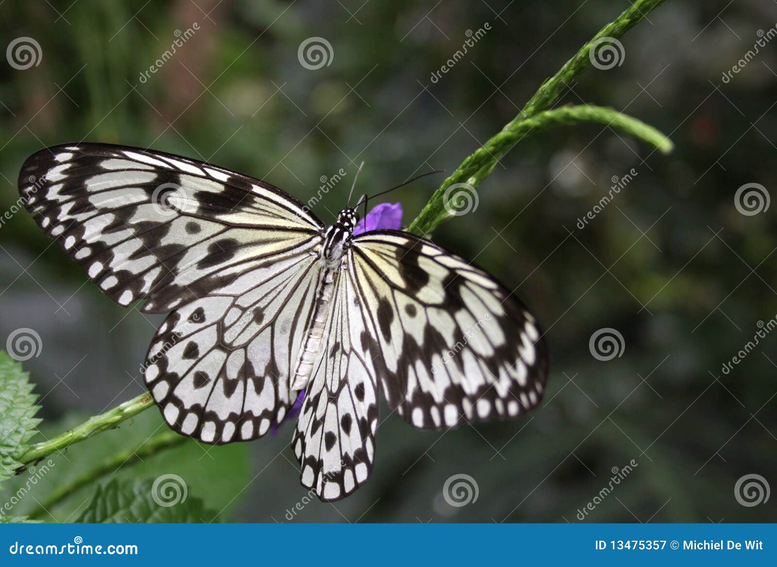 Mariposa de Ricepaper imagen de archivo. Imagen de antena - 13475357