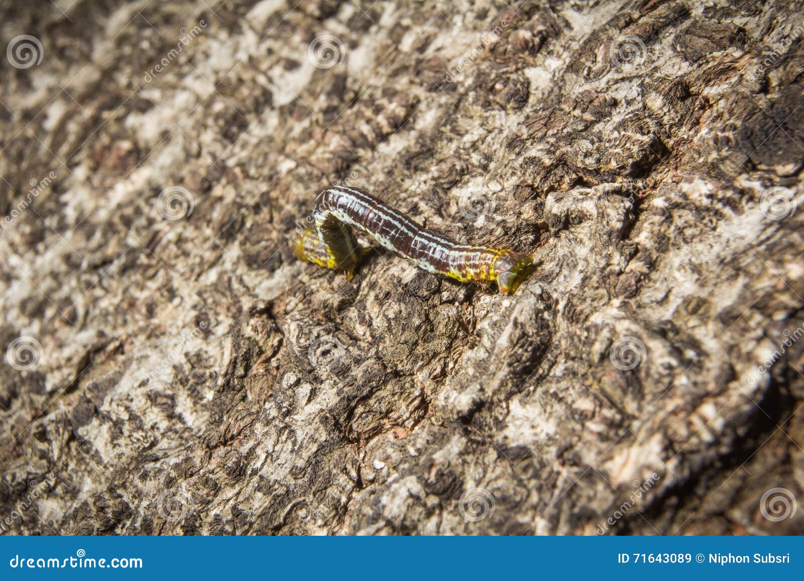 Mariposa del gusano imagen de archivo. Imagen de insecto - 71643089