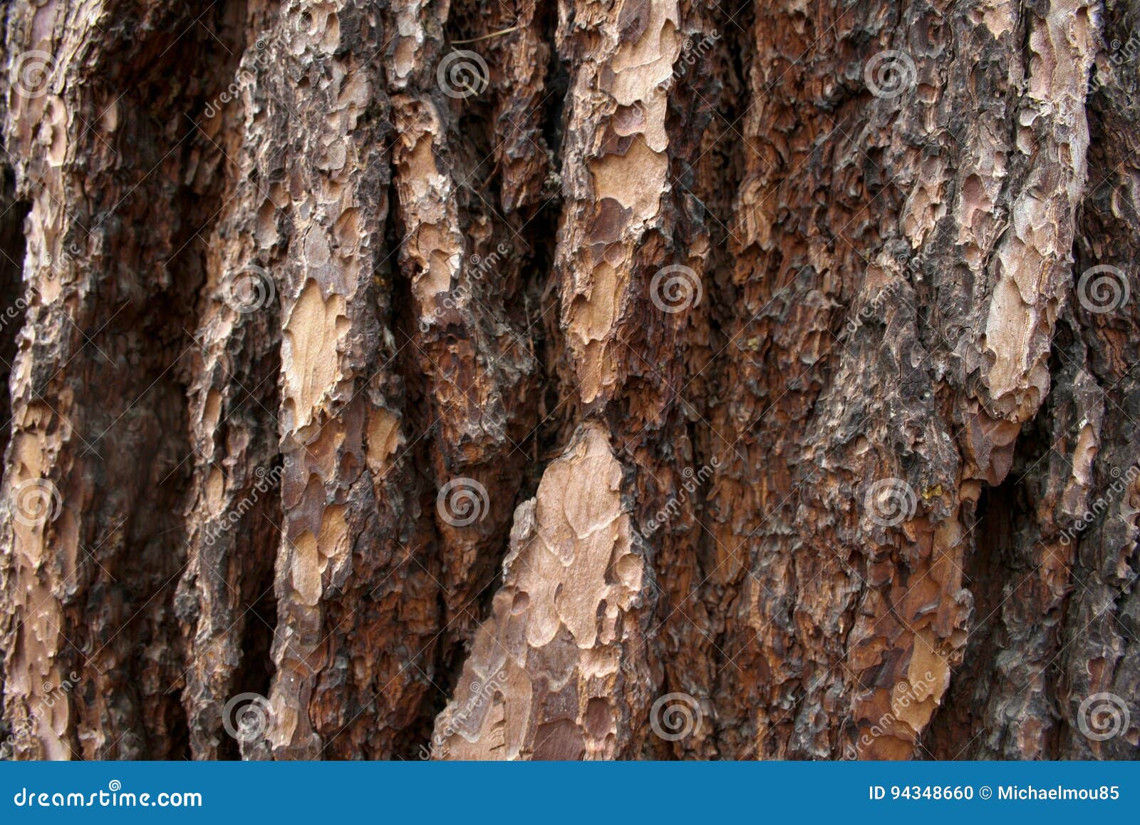 Mariposa Grove Texture stock photo. Image of dome, mountain - 94348660