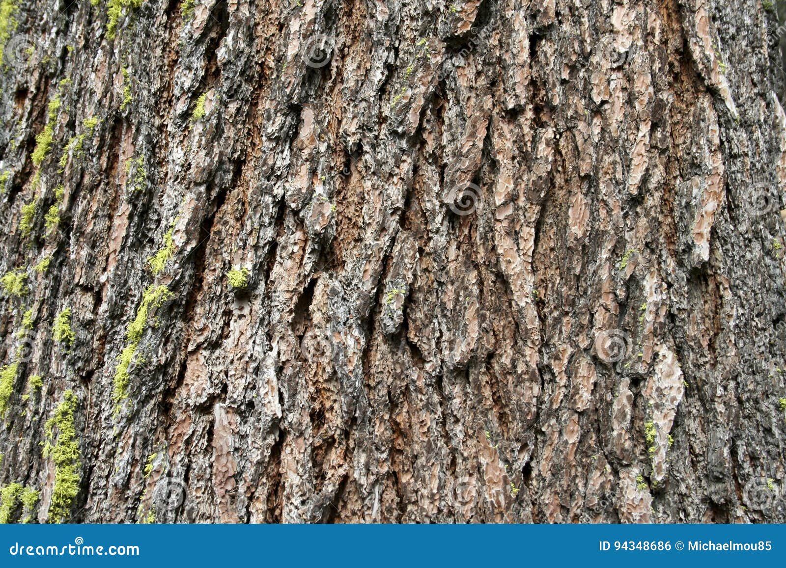 Mariposa Grove Texture stock photo. Image of humongous - 94348686