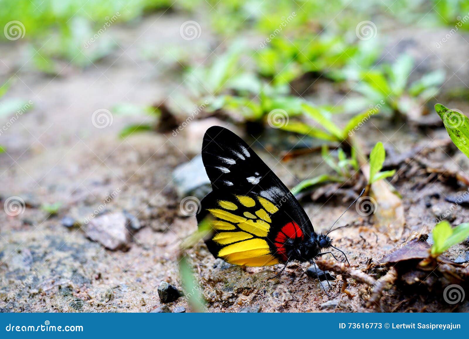 Mariposa, Insectos Hermosos Y Coloridos Imagen de archivo - Imagen de ...