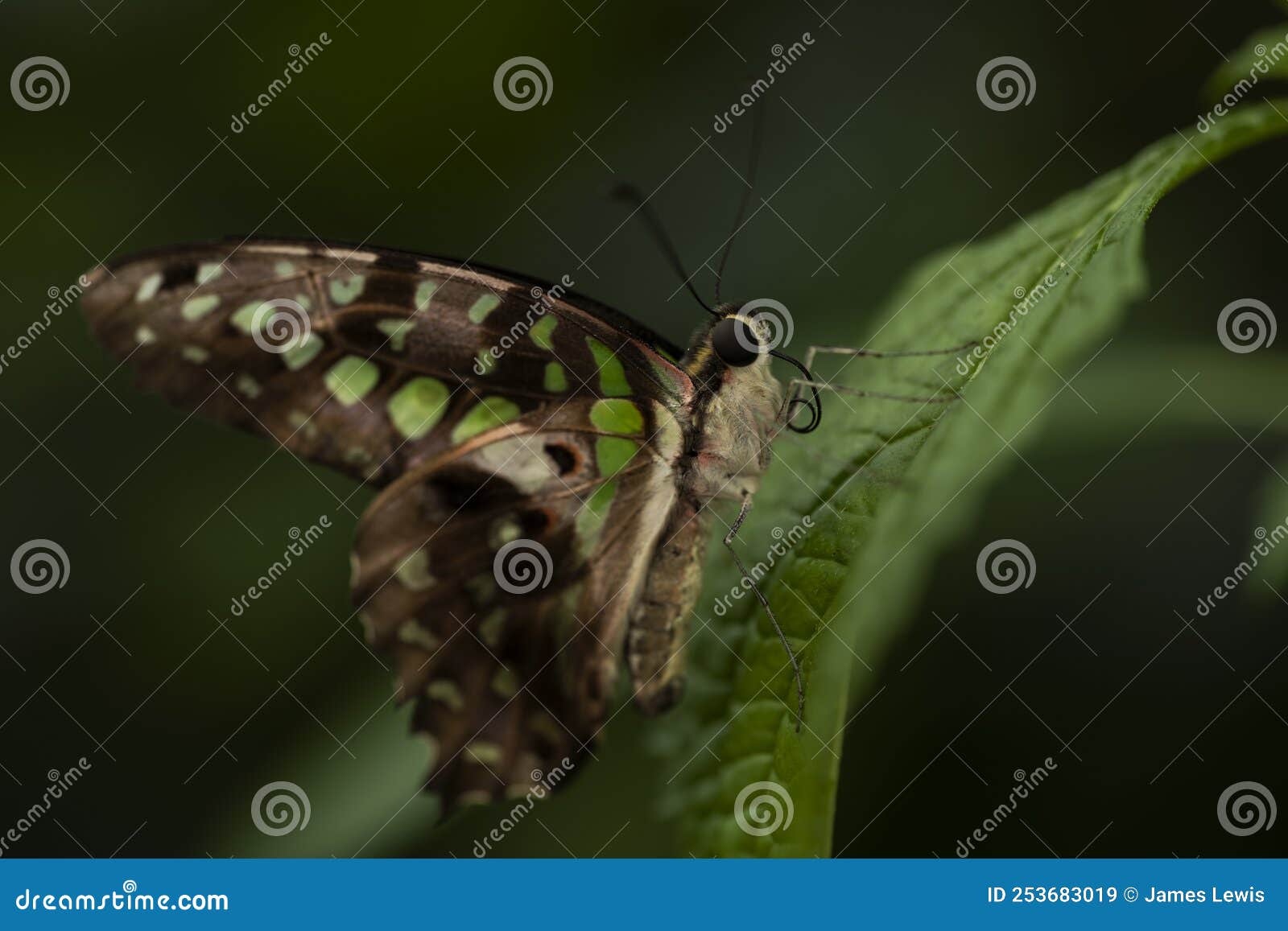 Mariposa jay cola imagen de archivo. Imagen de negro - 253683019