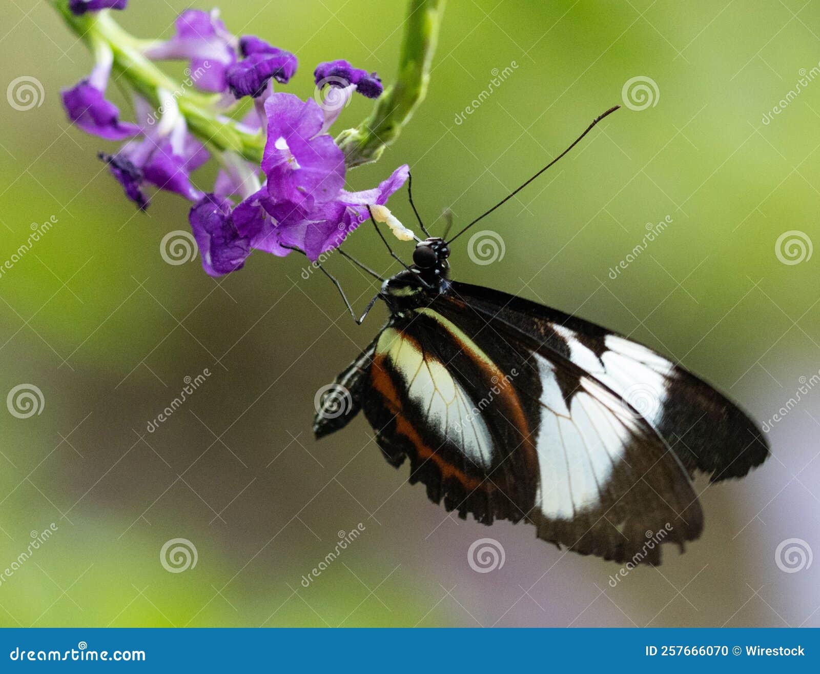 Mariposa Lepidoptera Sobre Una Flor Morada Foto de archivo - Imagen de verde, salvaje: 257666070
