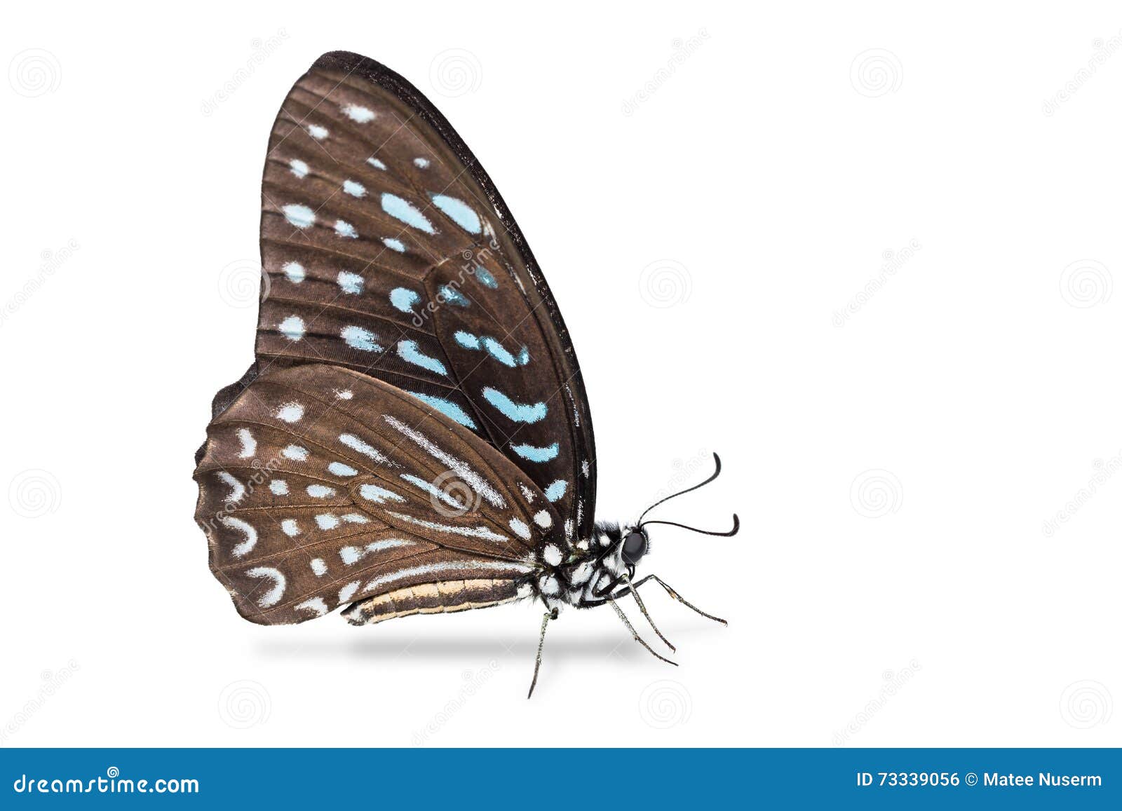 Mariposa Manchada De La Cebra Foto de archivo - Imagen de insecto ...