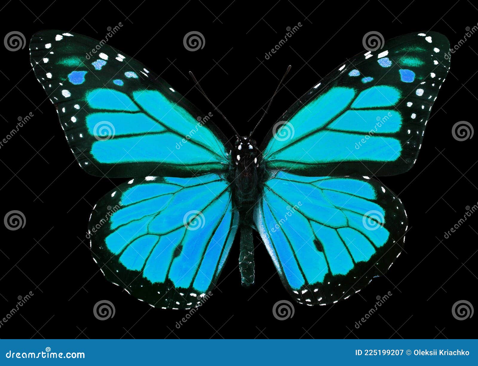 Mariposa Monarca Azul Aislada Imagen de archivo - Imagen de elemento ...