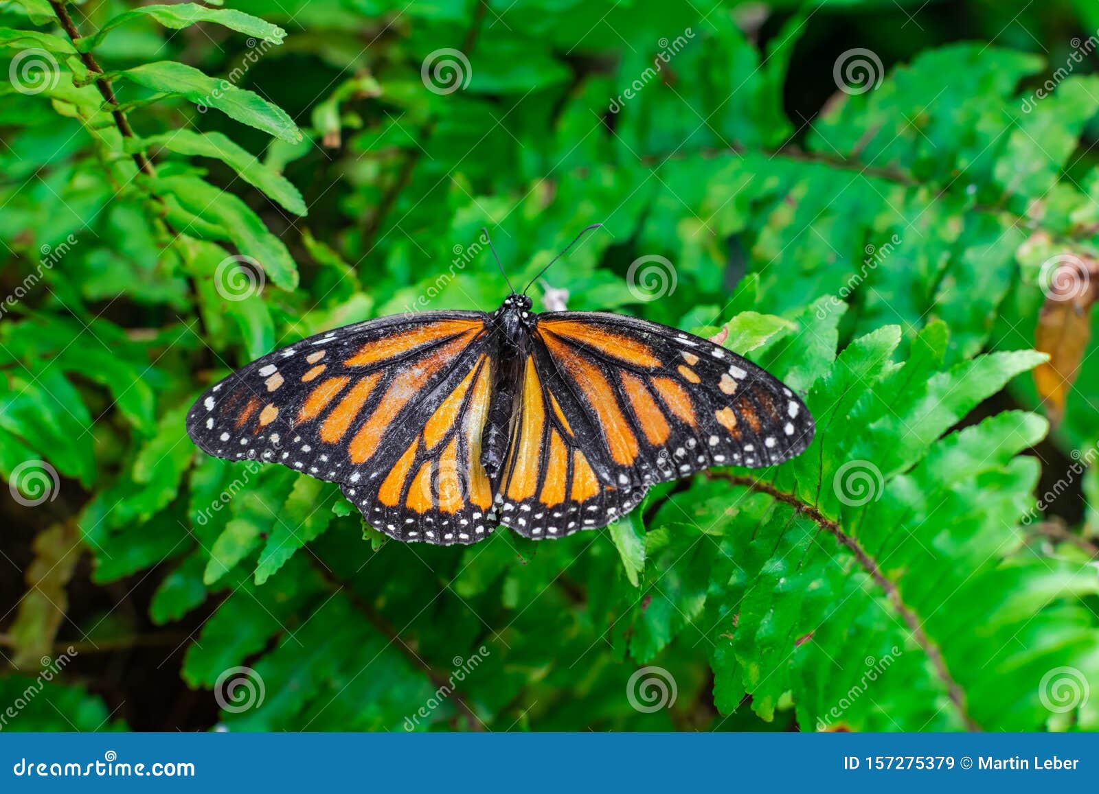 Mariposa Monarca Danaus Plexippus, Con Alas Abiertas Imagen de archivo ...