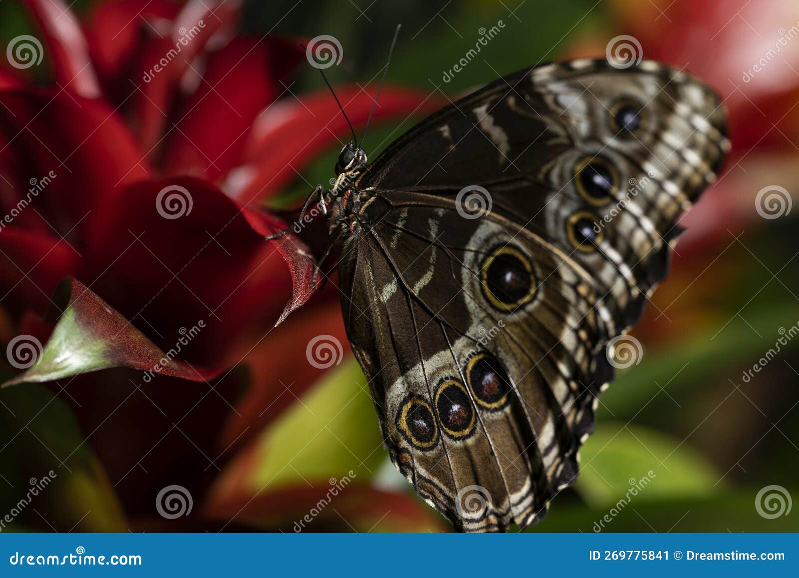 Mariposa morfo azul imagen de archivo. Imagen de alas - 269775841