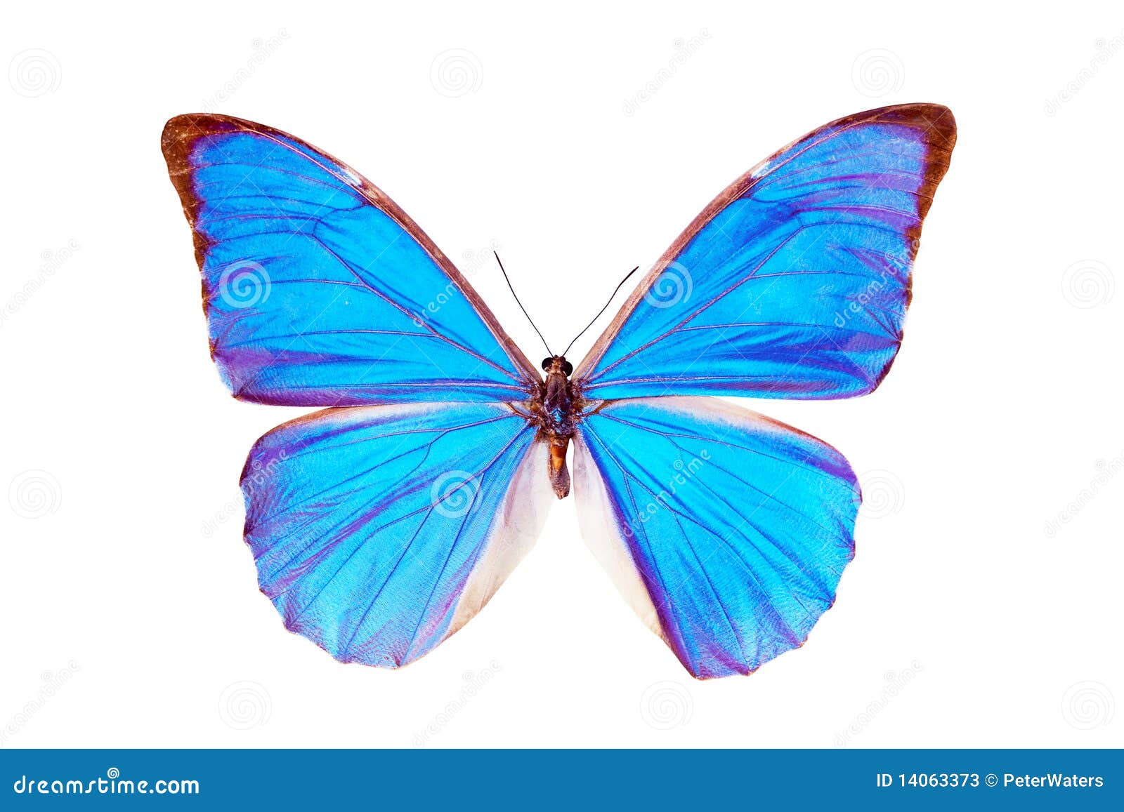 Mariposa - Morpho Anaxibia imagen de archivo. Imagen de brillante ...