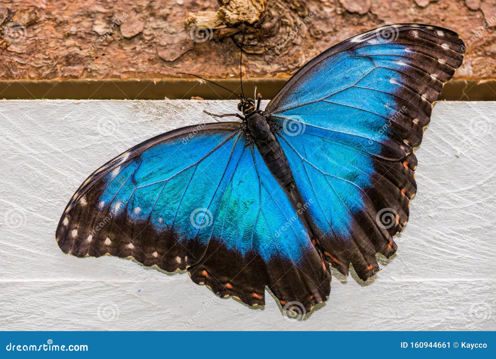 Mariposa Morpho Peleides imagen de archivo. Imagen de delicado - 160944661