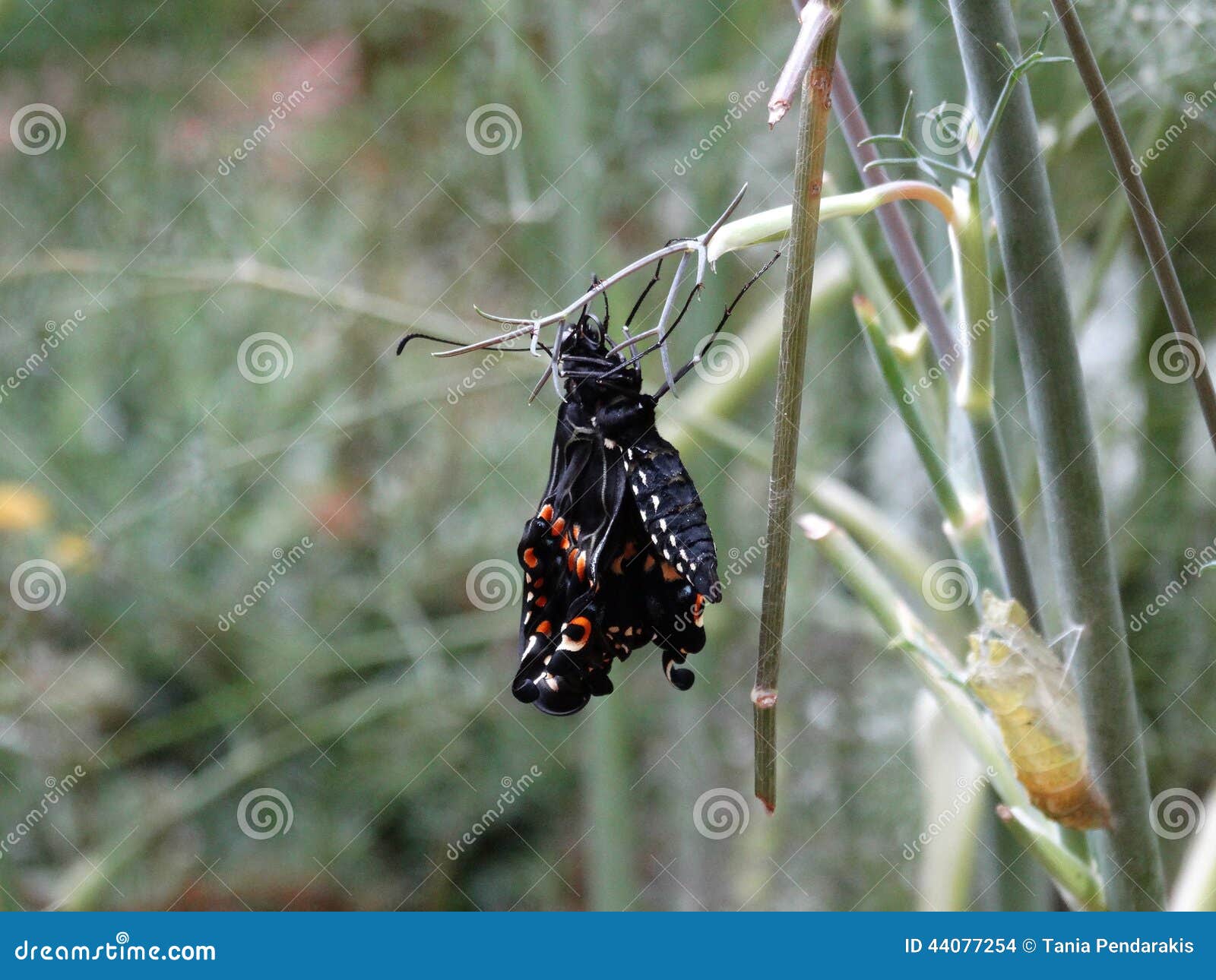 Mariposa Negra Nuevamente Emergida De Swallowtail Foto de archivo ...