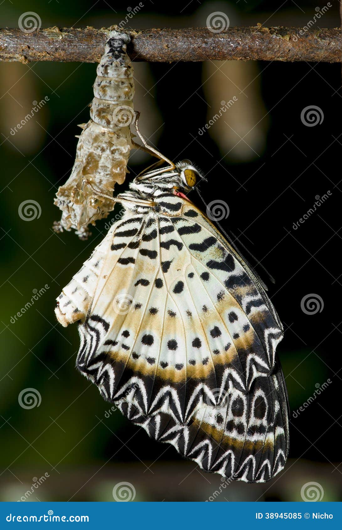 Mariposa Nuevamente Emergida Del Lacewing. Imagen de archivo - Imagen ...