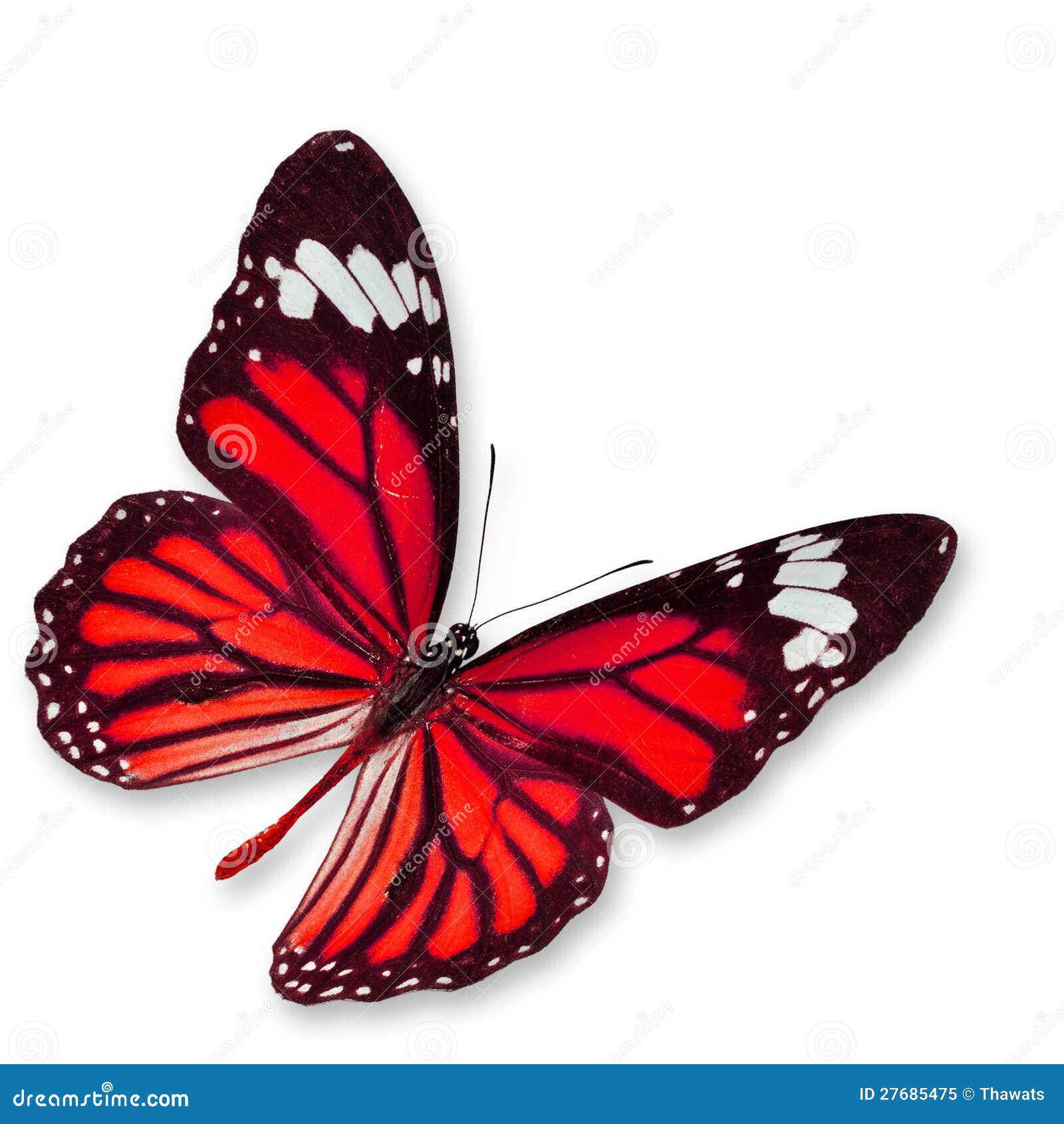 Mariposa roja imagen de archivo. Imagen de fondo, belleza - 27685475