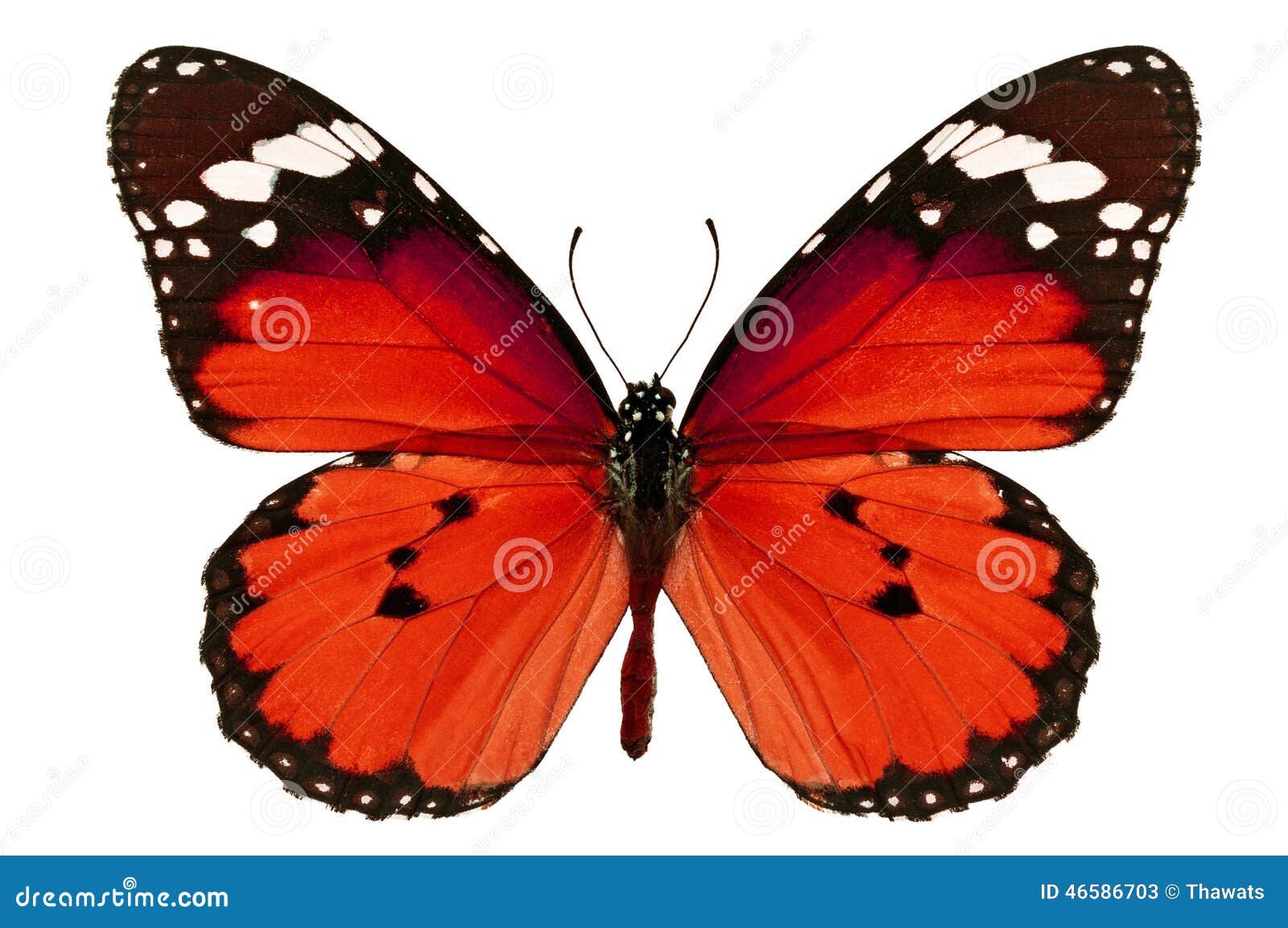 Mariposa roja imagen de archivo. Imagen de vuelo, mariposa - 46586703