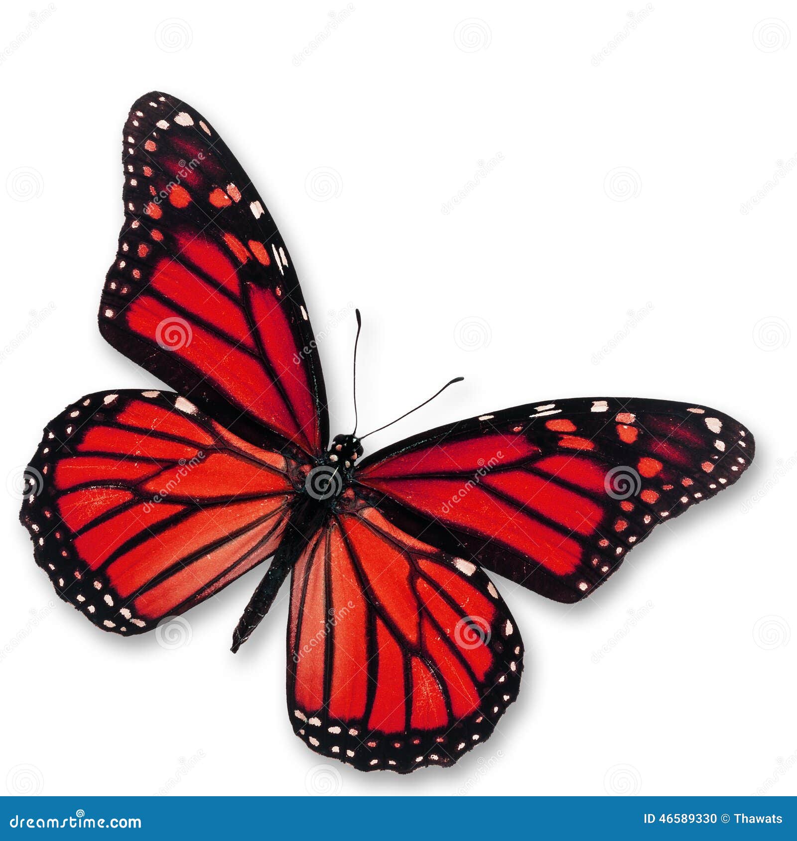 Mariposa roja foto de archivo. Imagen de monarca, colorido - 46589330