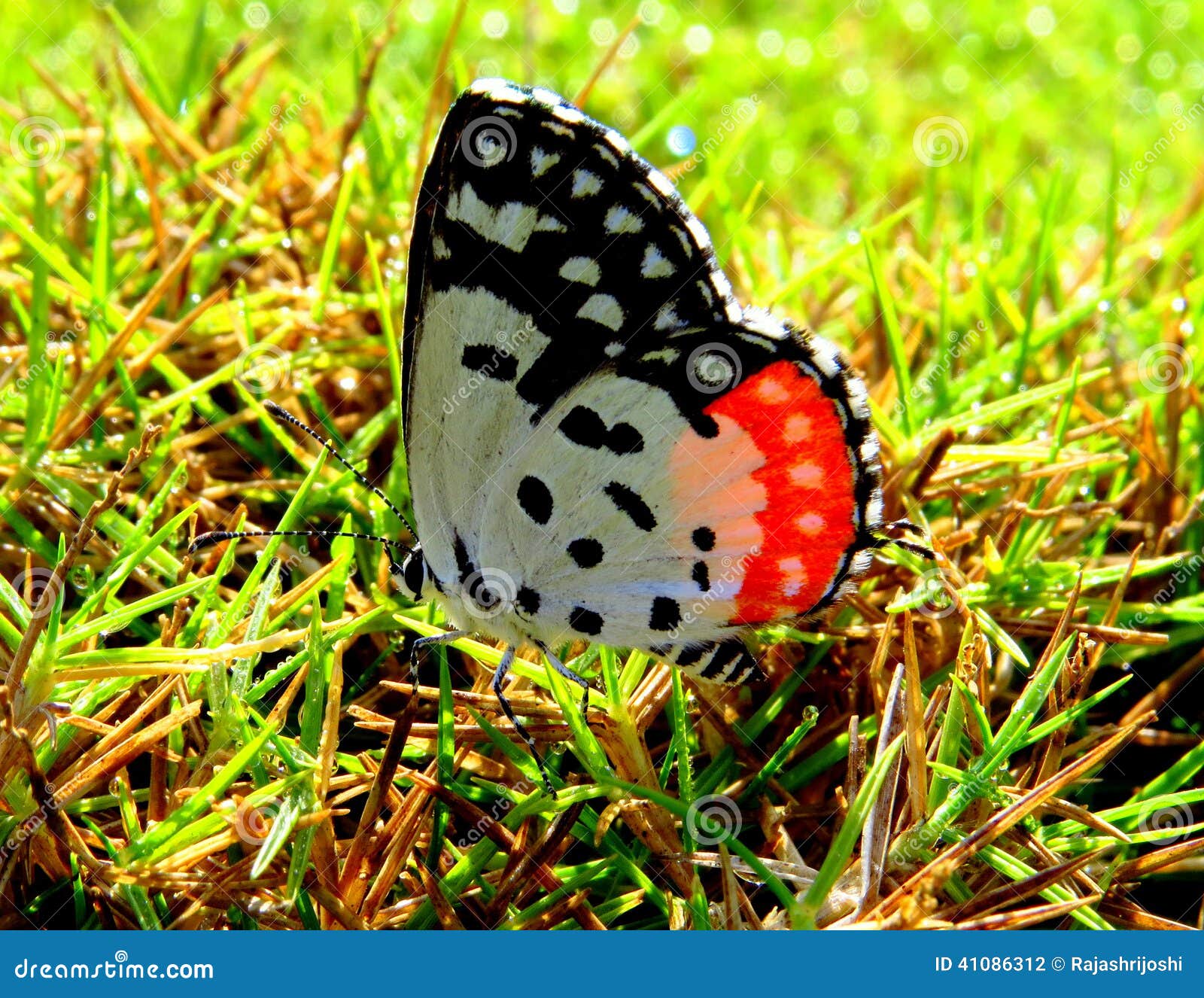 Mariposa roja de Pierrot foto de archivo. Imagen de bosque - 41086312