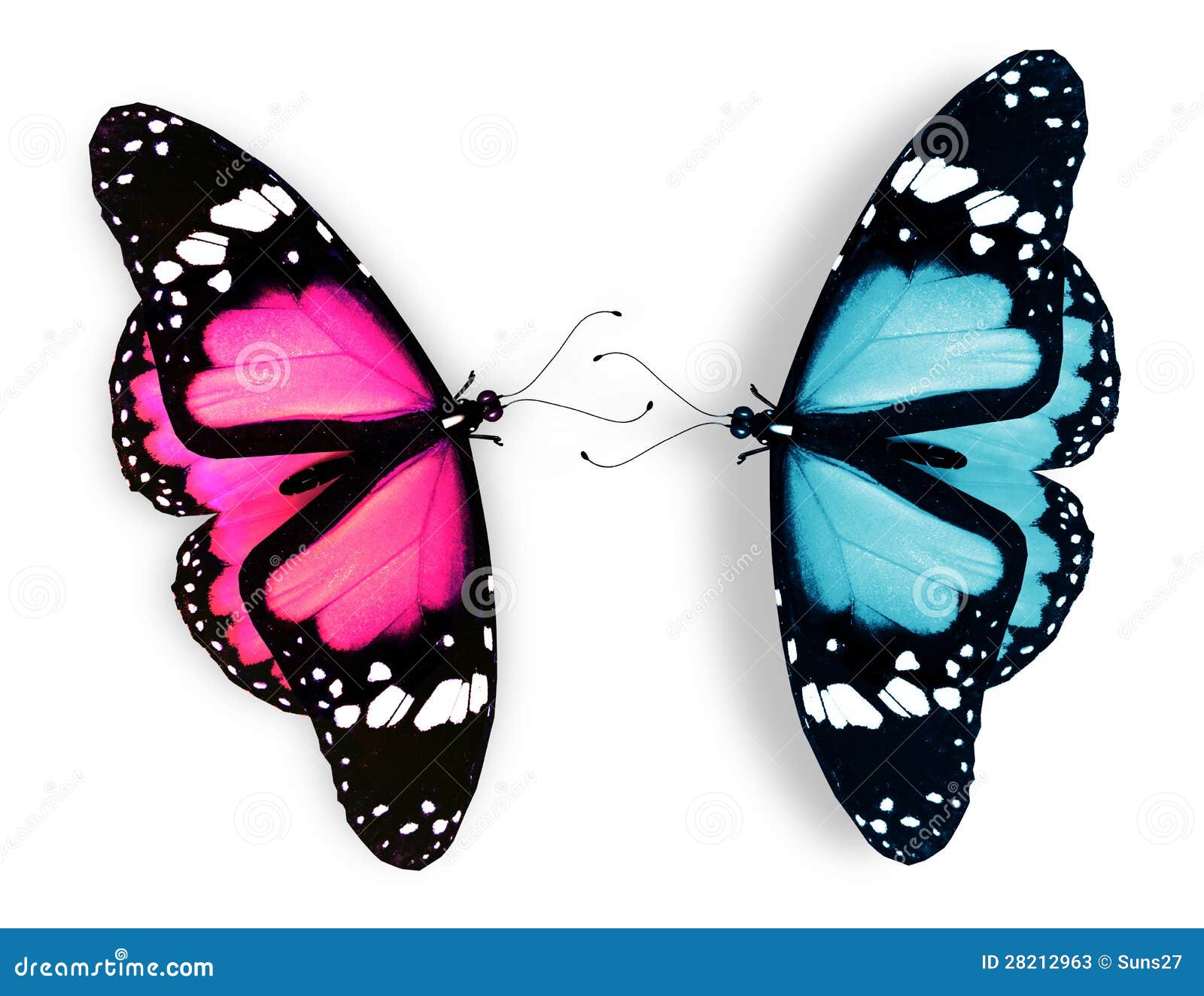 Mariposa Rosada Y Azul En Blanco Stock de ilustración - Ilustración de ...