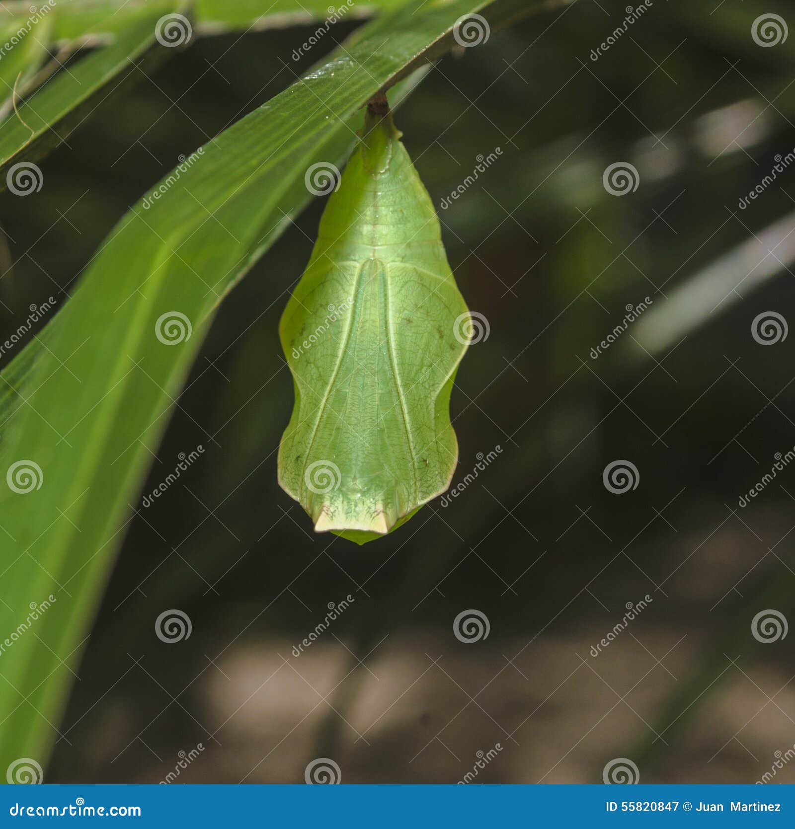 Mariposa verde del capullo imagen de archivo. Imagen de belleza - 55820847