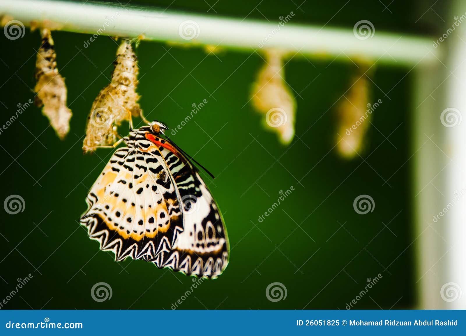 Capullo Fotos De Stock - Descarga 13,745 Fotos Libres de Derechos