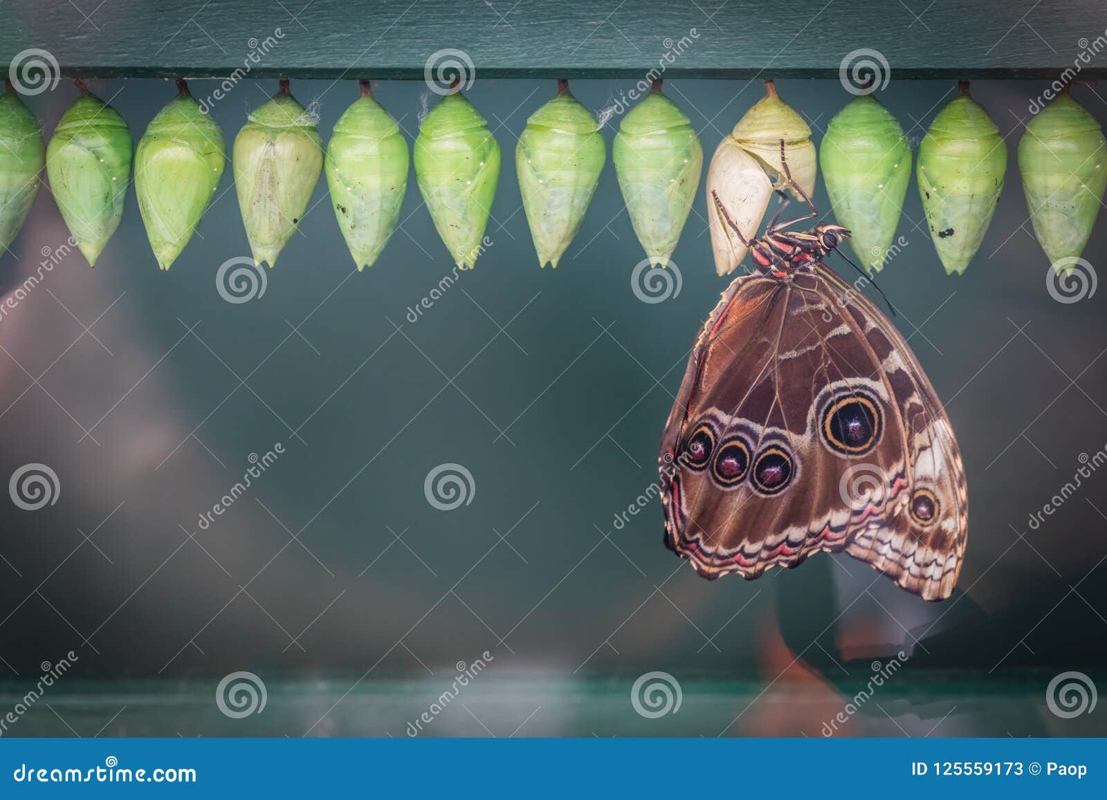 Mariposa Y Capullos Azules Del Morpho De Peleides Imagen de archivo ...