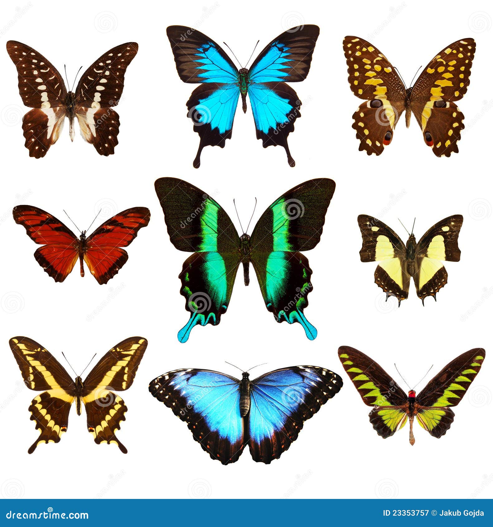 Mariposas Fotografía de archivo libre de regalías - Imagen: 23353757