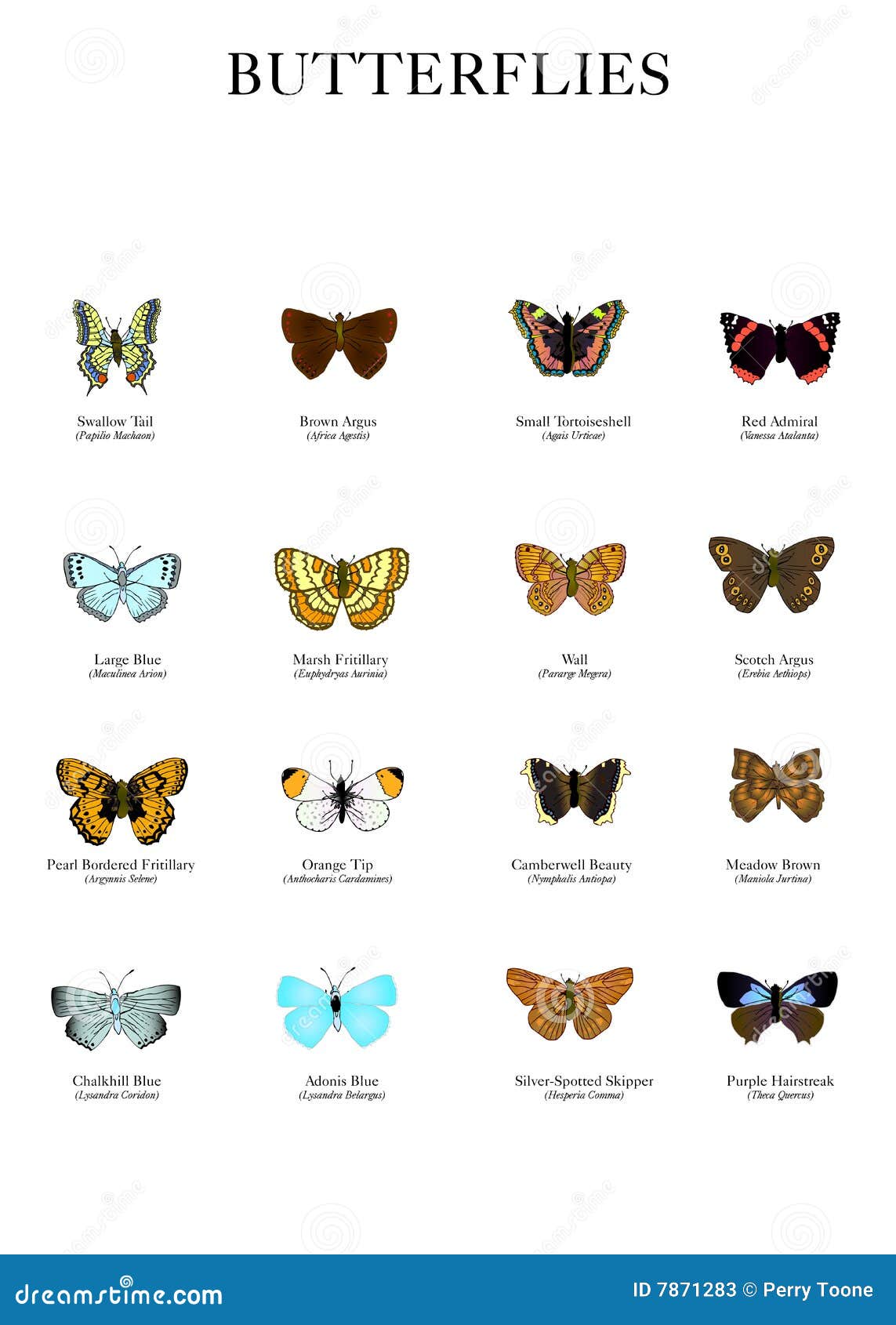 Mariposas Fotos de archivo - Imagen: 7871283