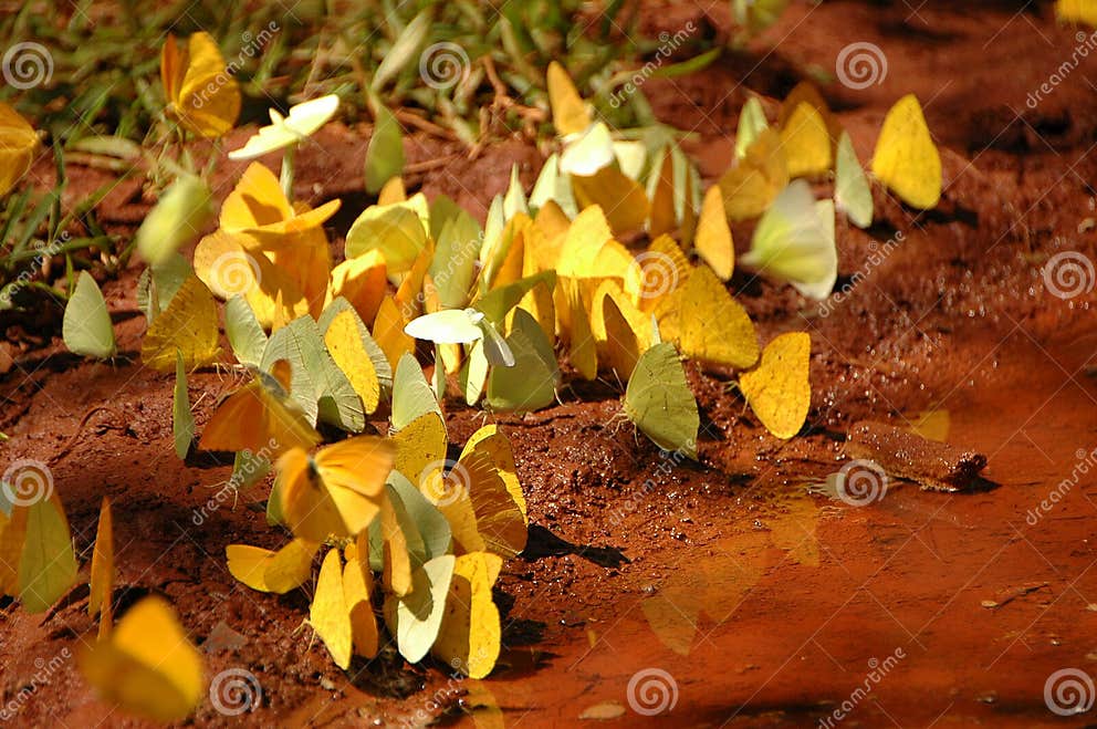 Mariposas foto de archivo. Imagen de fango, arena, verde - 9943478