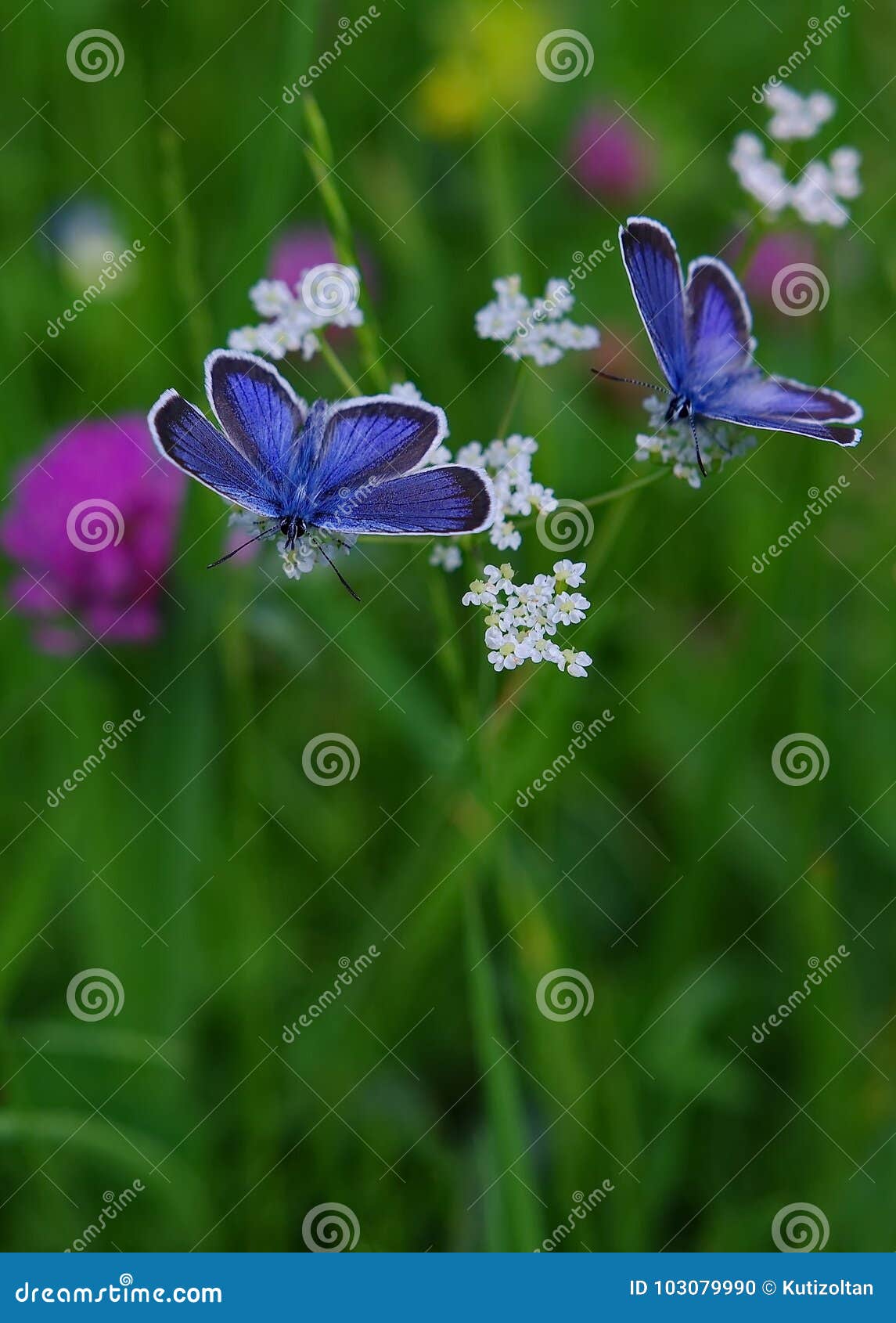 Mariposas azules foto de archivo. Imagen de fondo, fresco - 103079990